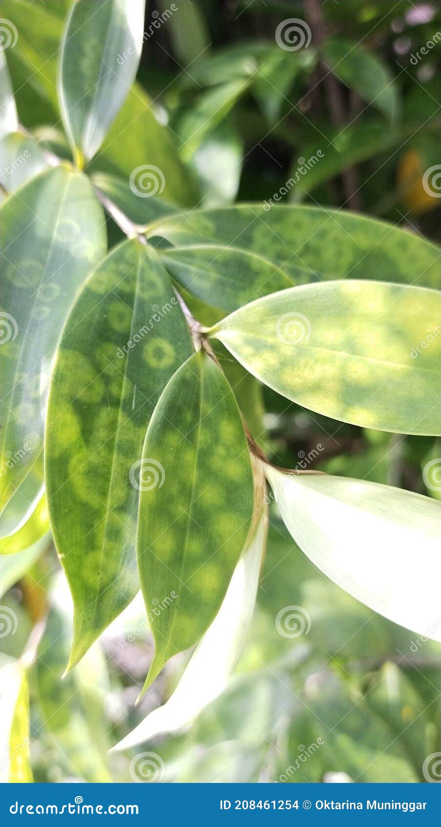 Green Leaves Outside of the Room Stock Photo - Image of outside, leaves ...
