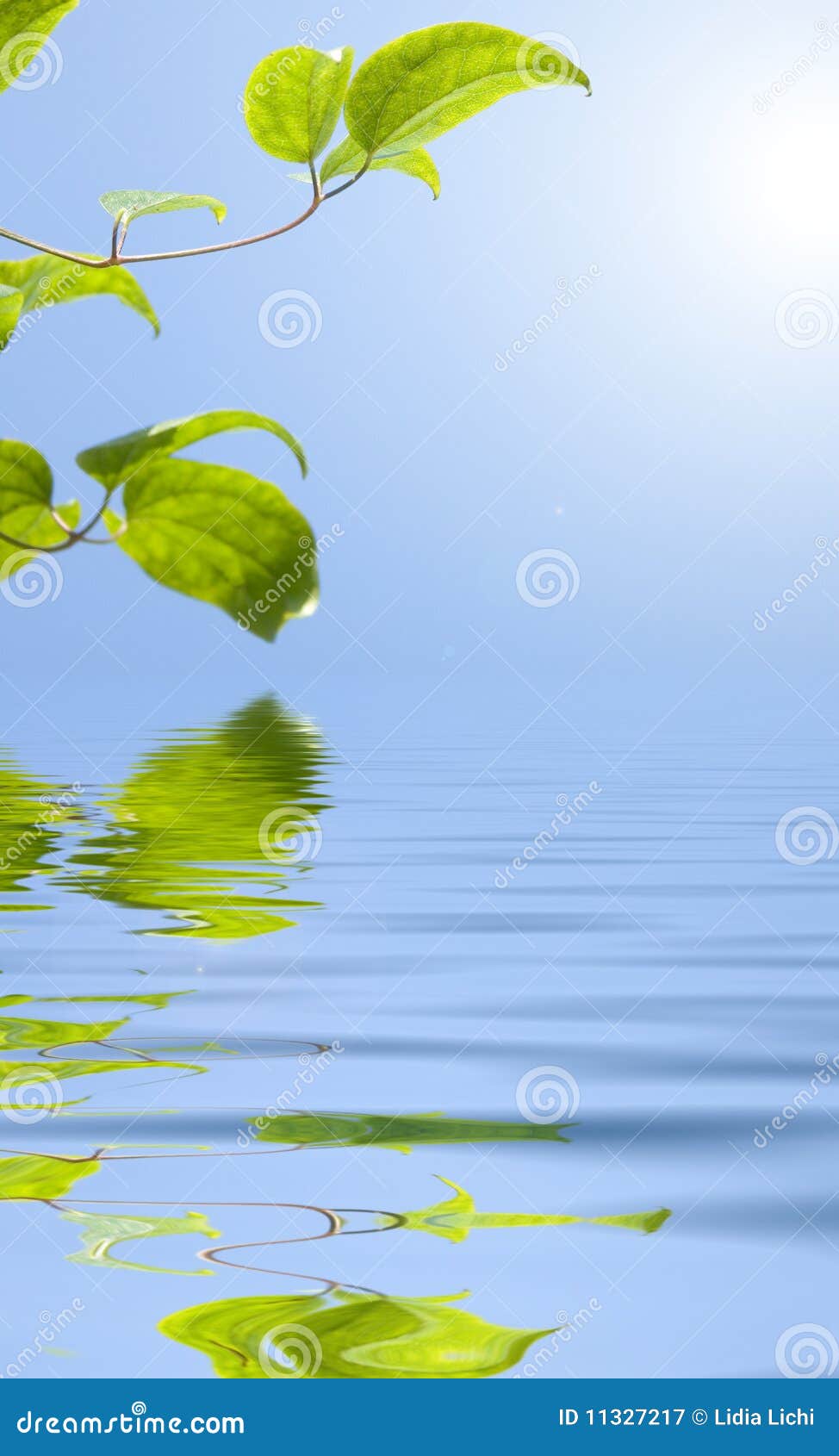 Green leaves over water stock image. Image of beautiful - 11327217