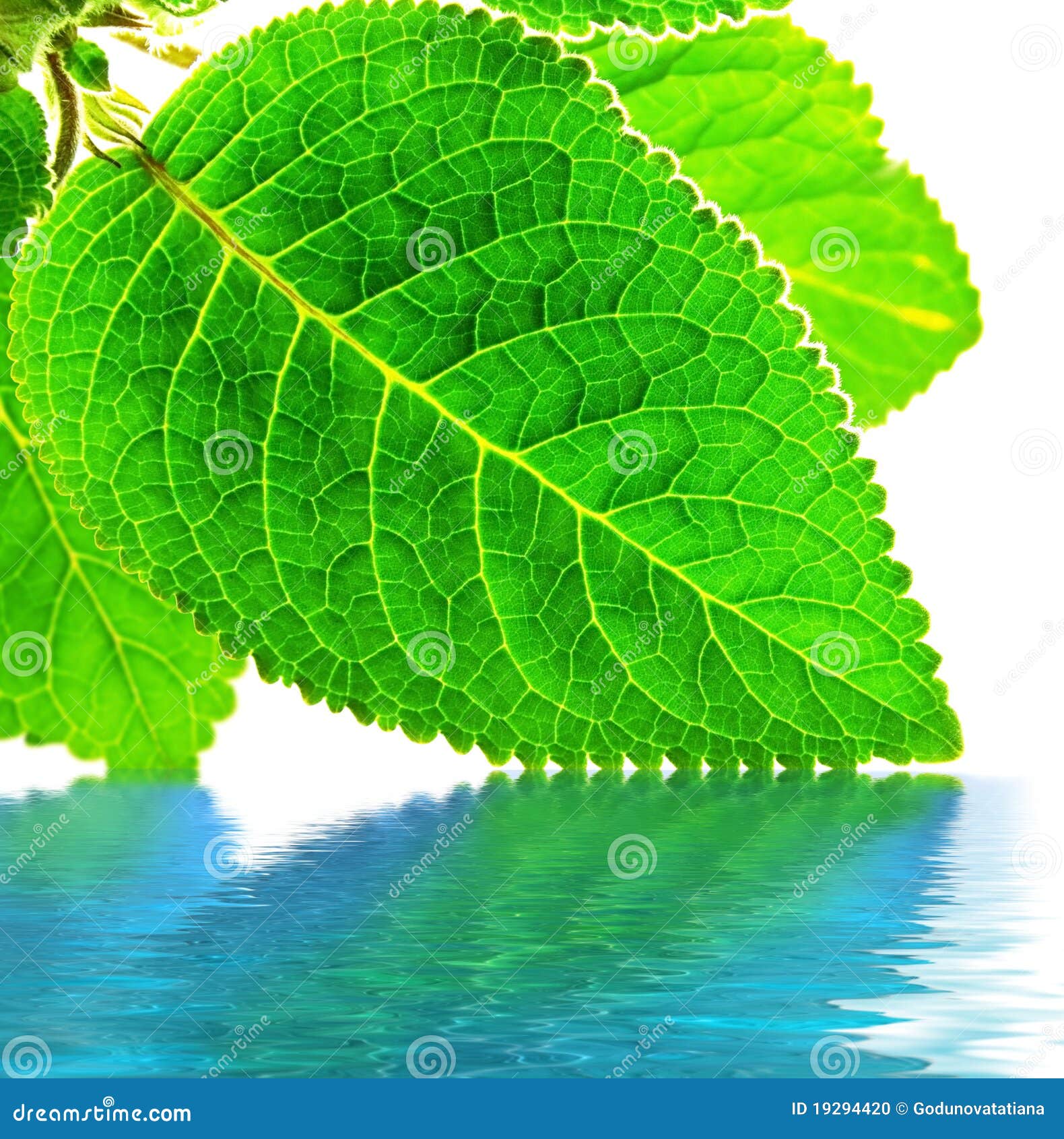 Green leaves over water stock photo. Image of spring - 19294420