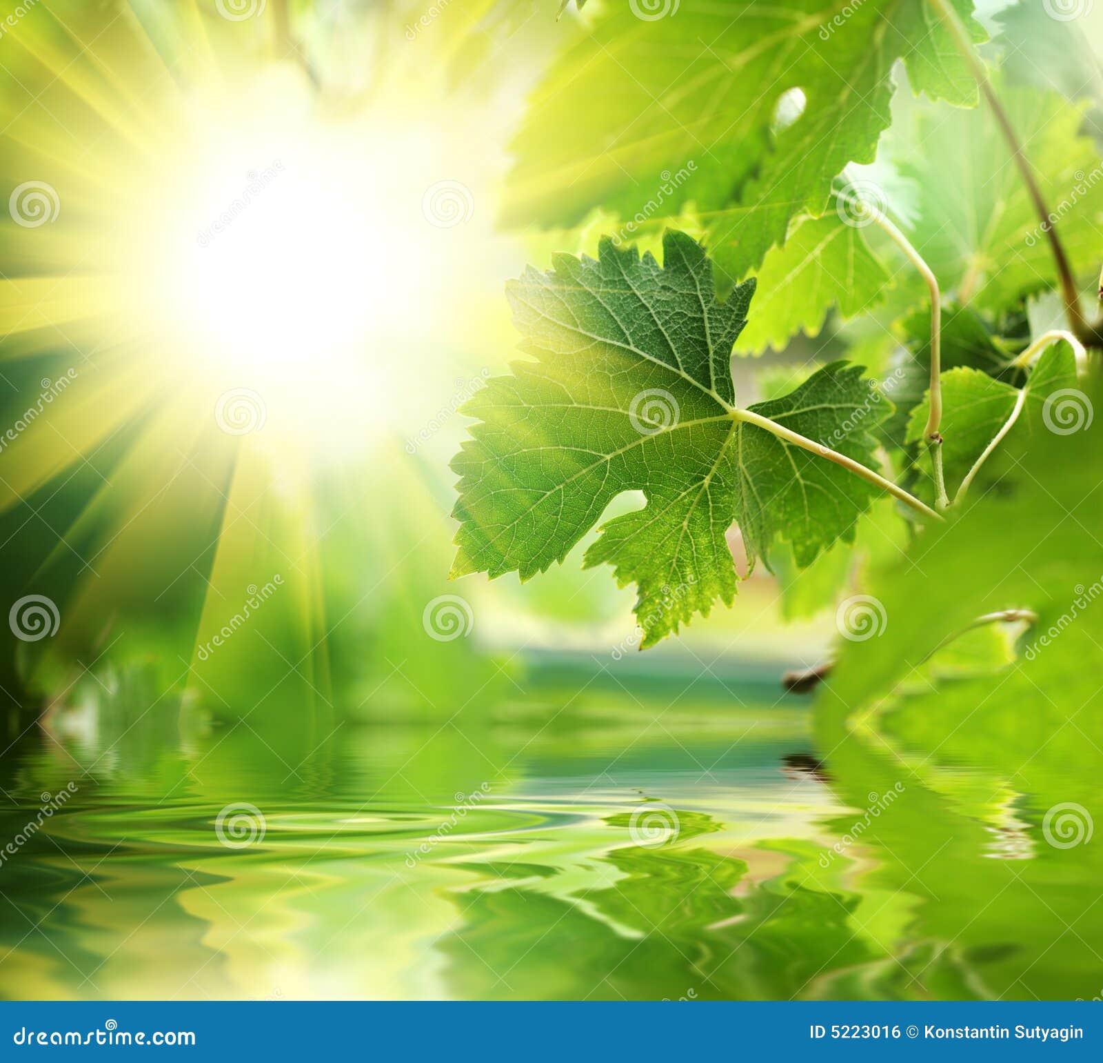 Green leaves over water stock photo. Image of shallow - 5223016