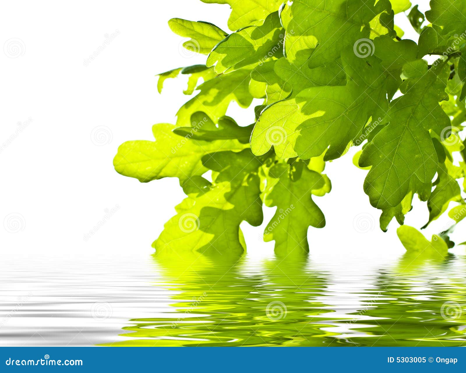 Green leaves over water stock image. Image of leaf, conservation - 5303005