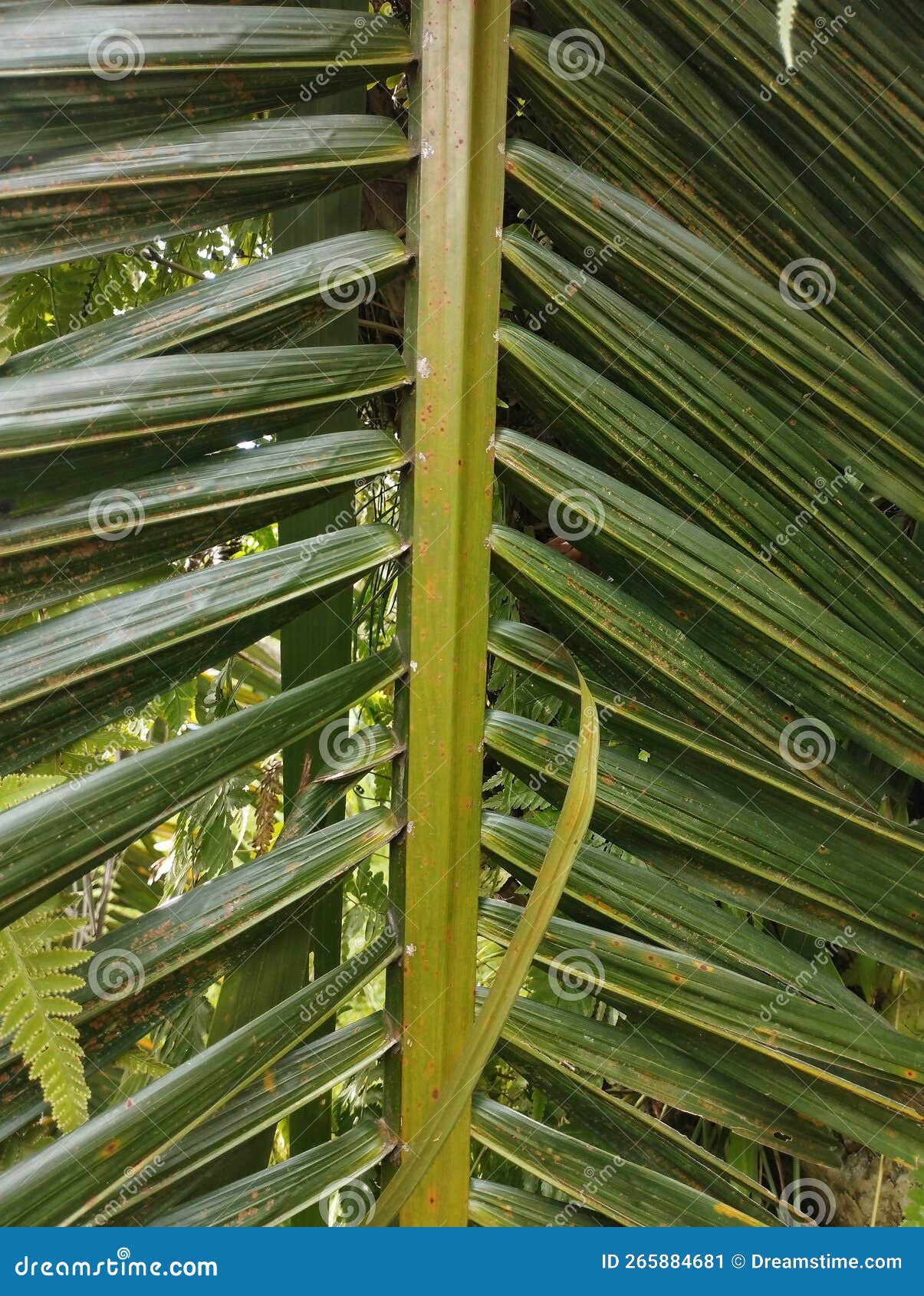 Green Leaves of a Palm Tree with Straight Lines Stock Image - Image of ...