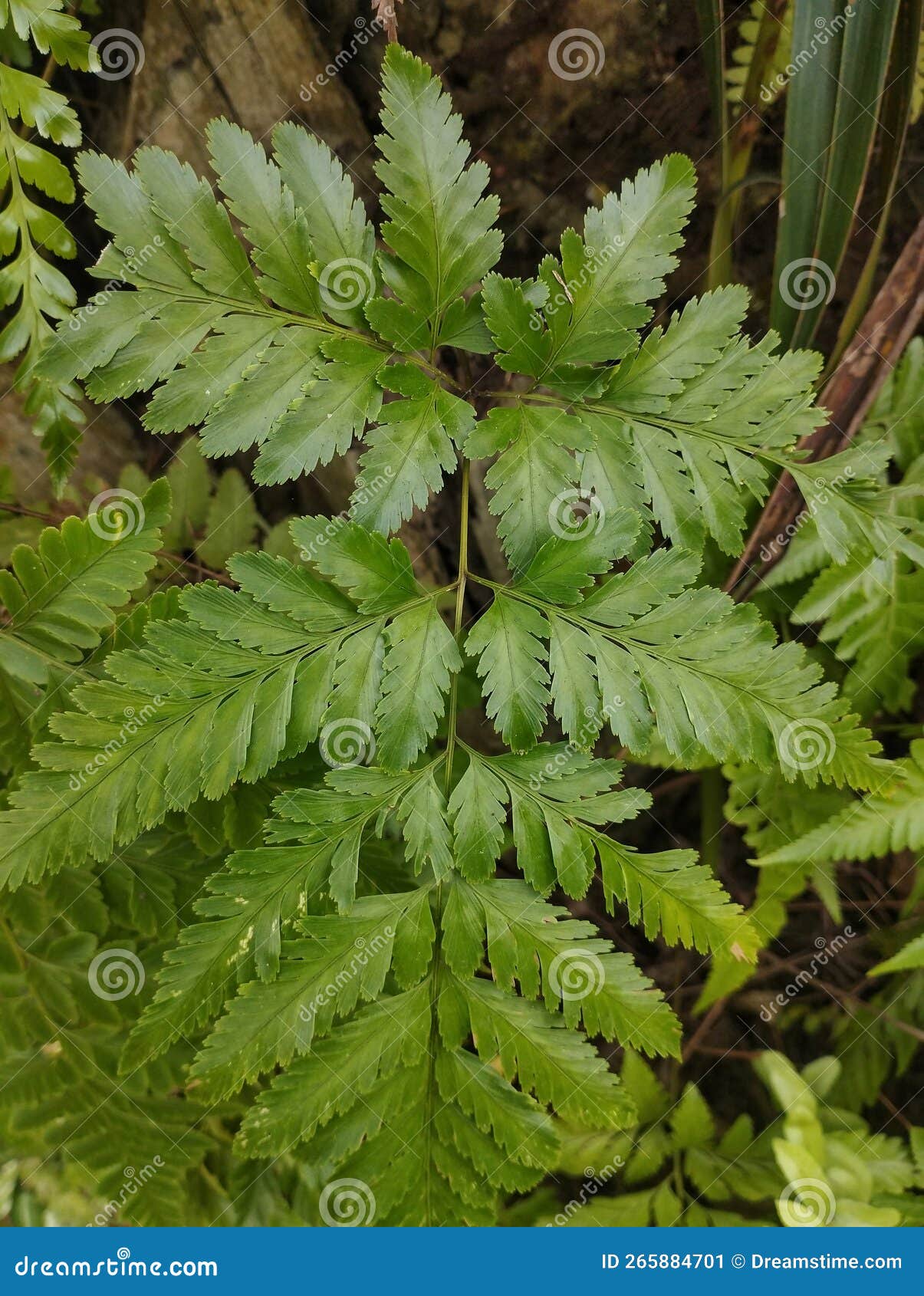 Green Leaves of a Palm Tree with Straight Lines Stock Image - Image of ...