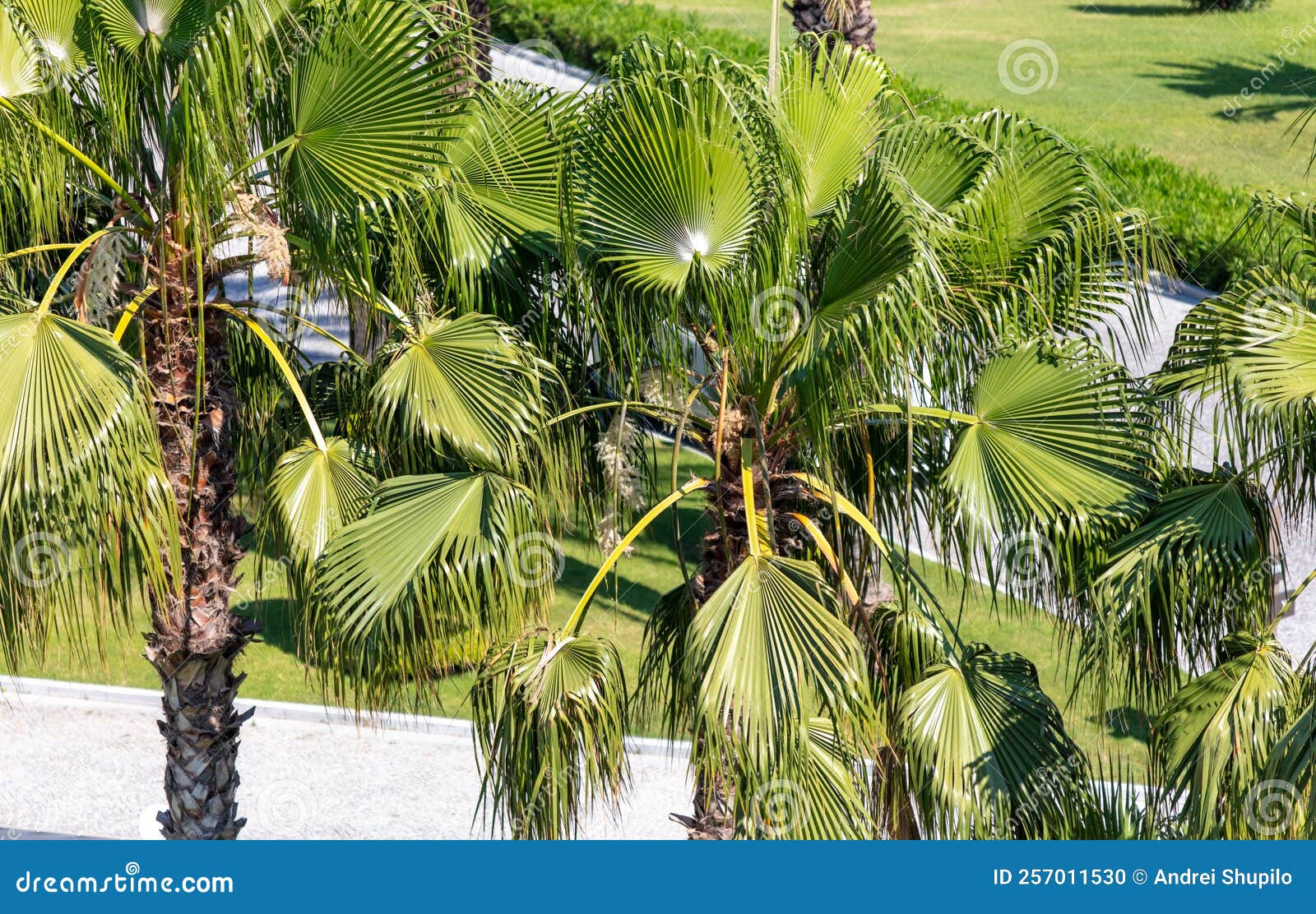 Green leaves on palm trees stock photo. Image of forest - 257011530