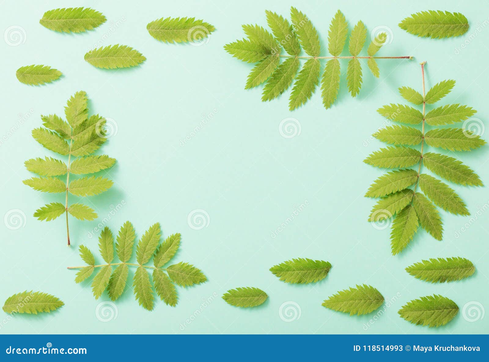 Green Leaves on Paper Background Stock Image - Image of leaves, branch ...
