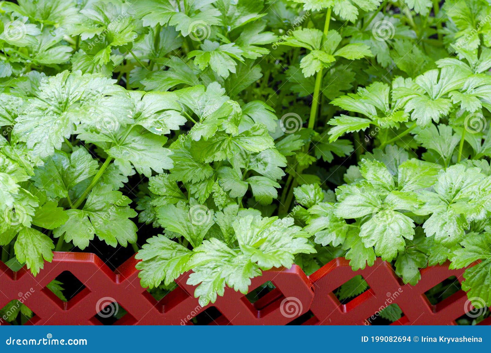 Green Leaves of Parsley Growing in Ground on Bed. Vegetable Stock Photo ...