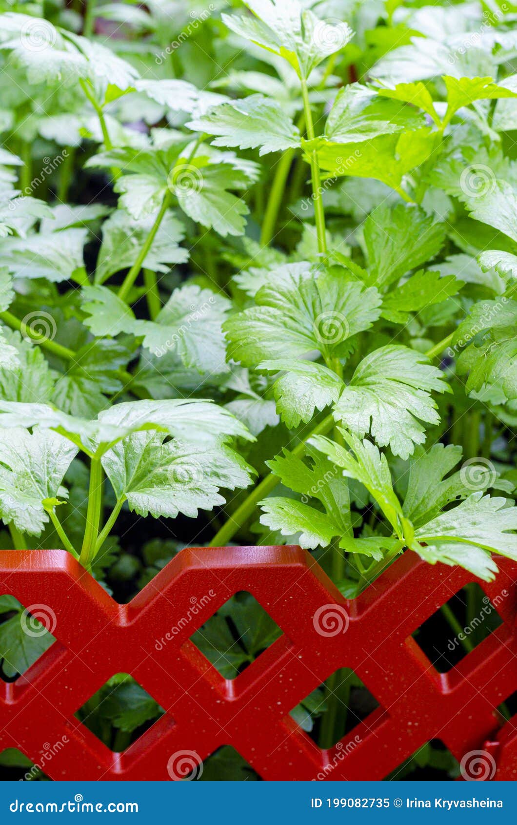 Green Leaves of Parsley Growing in Ground on Bed. Vegetable Stock Image ...