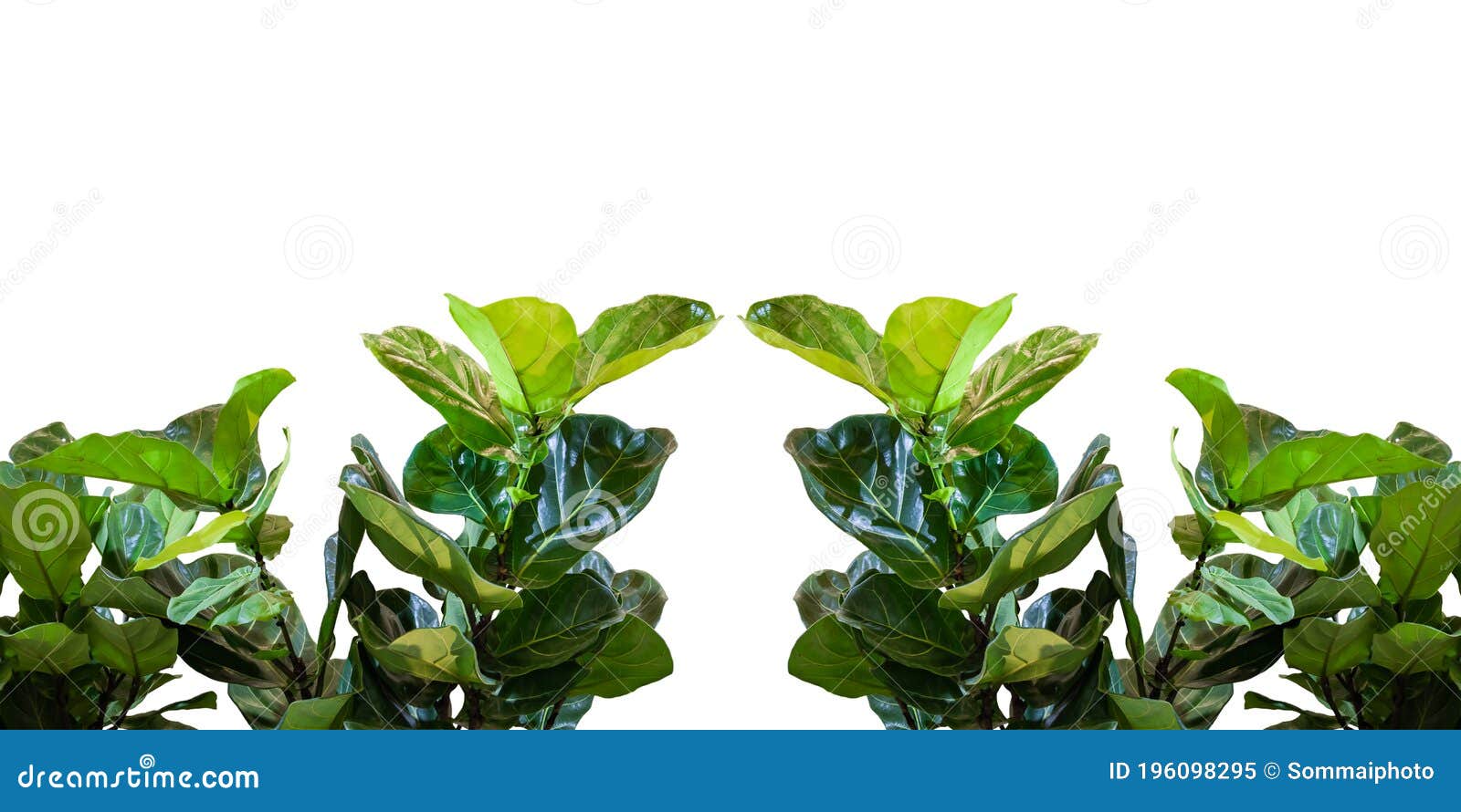 Green Leaves on Part of the Tree Stock Image - Image of beautiful ...