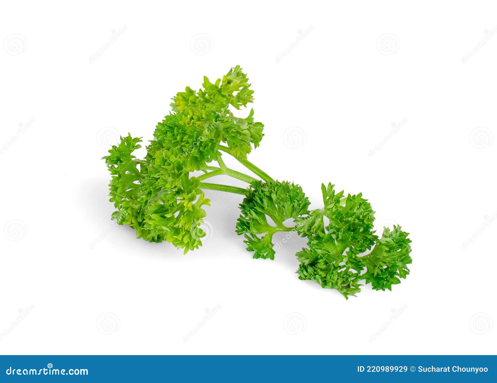 Green Leaves of Pasley Isolated on White Background Stock Image - Image ...