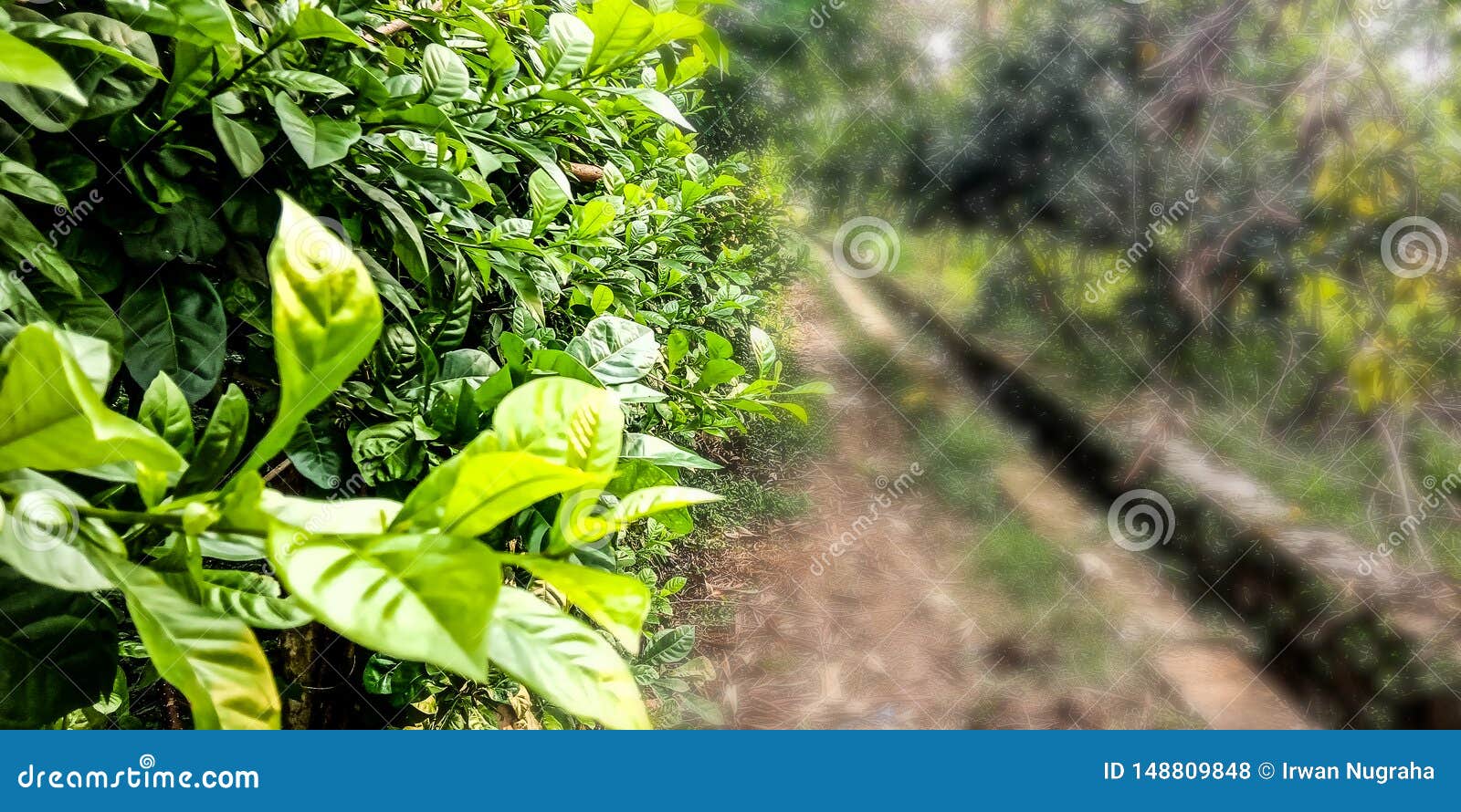 Green Leaves beside the Path Stock Photo - Image of grass, tree: 148809848