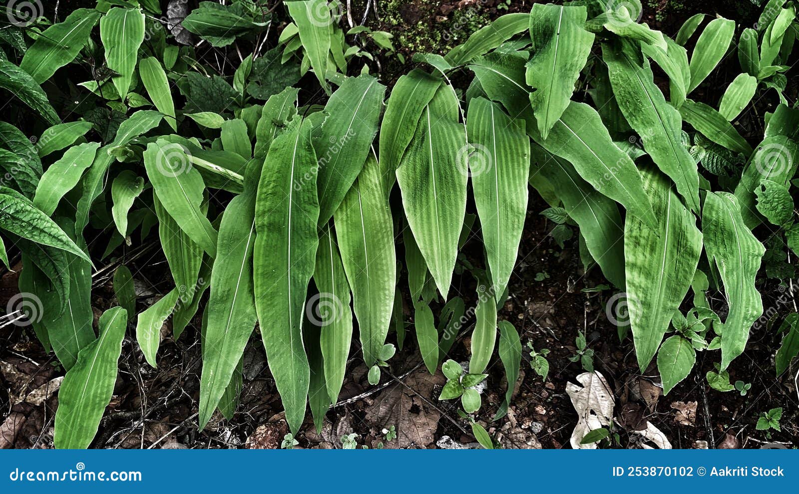 Green Leaves Pattern Background. Stock Photo - Image of ecosystem ...
