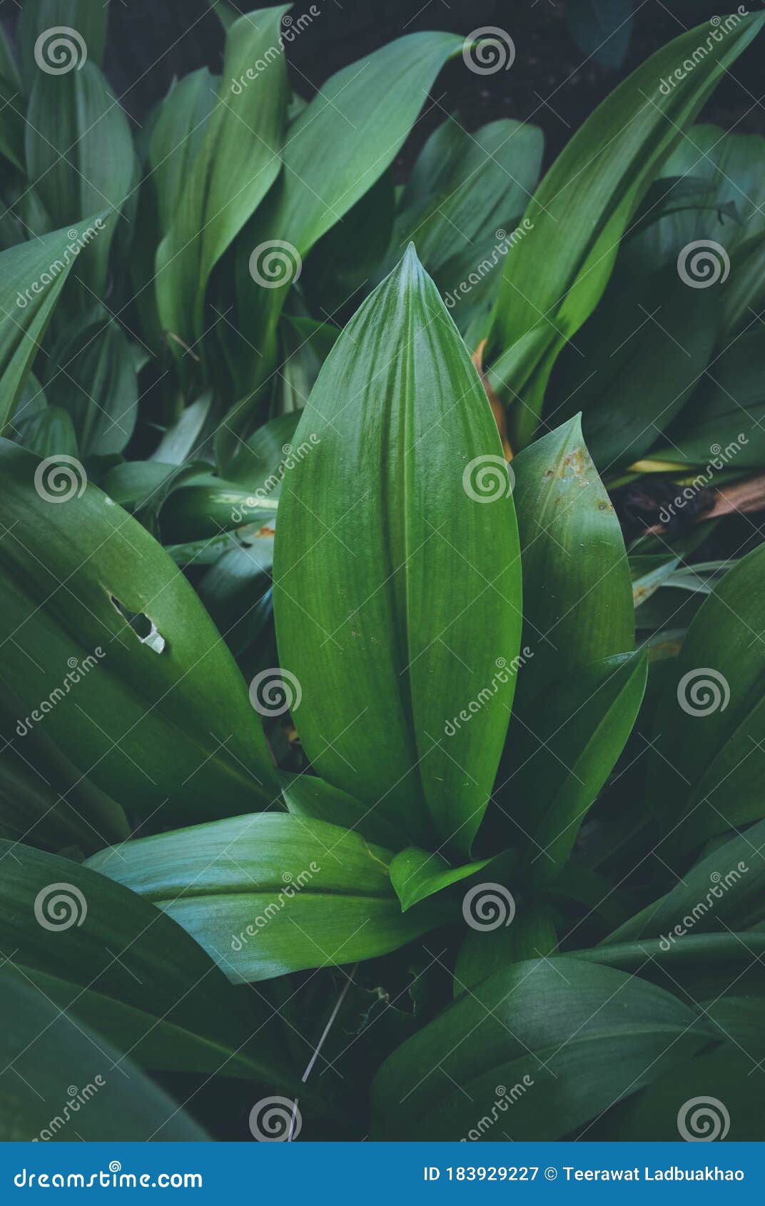 Green Leaves Pattern Background, Natural Background and Wallpaper Stock ...