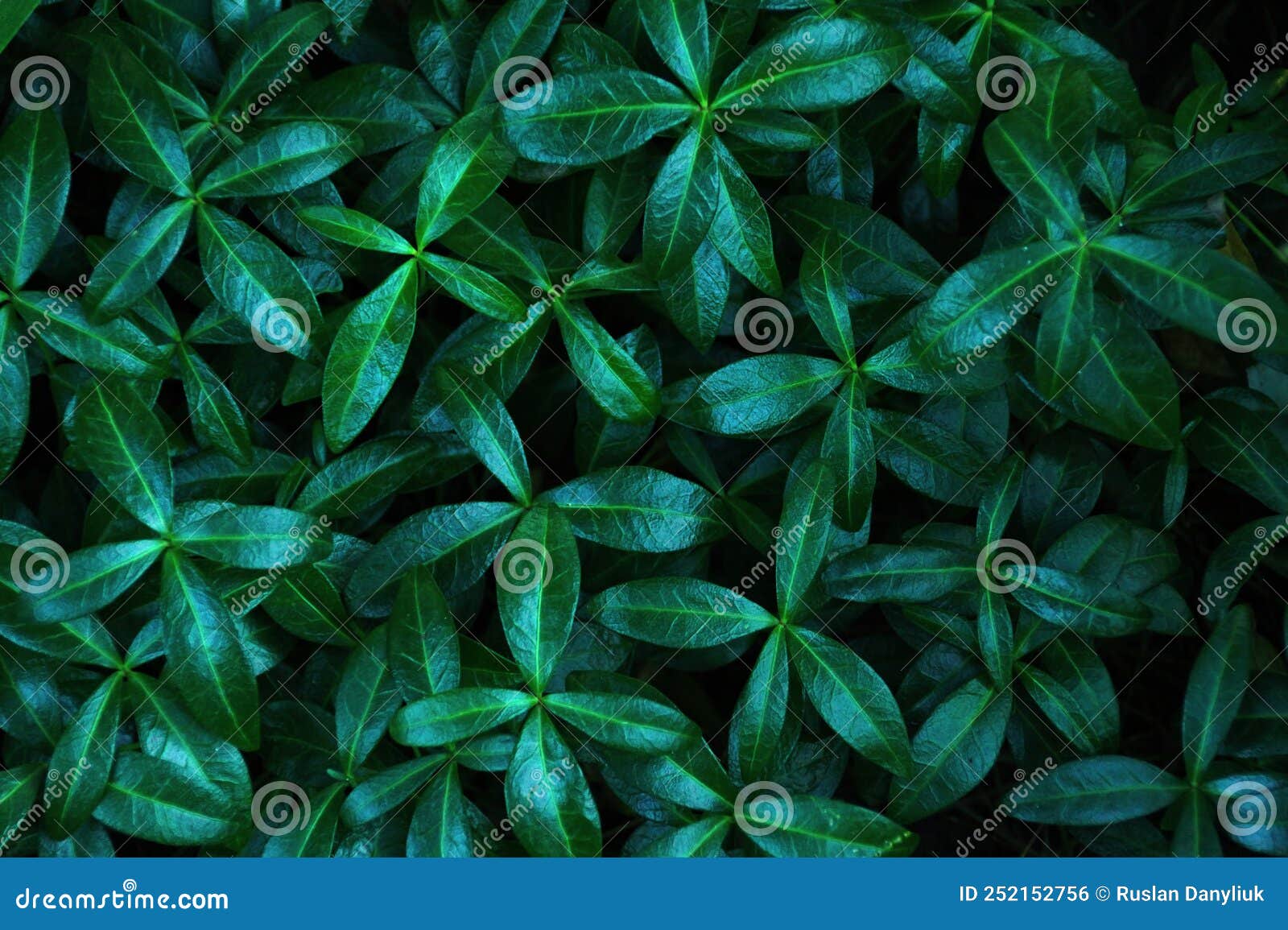 Green Leaves Pattern Background Stock Photo - Image of pattern, green ...