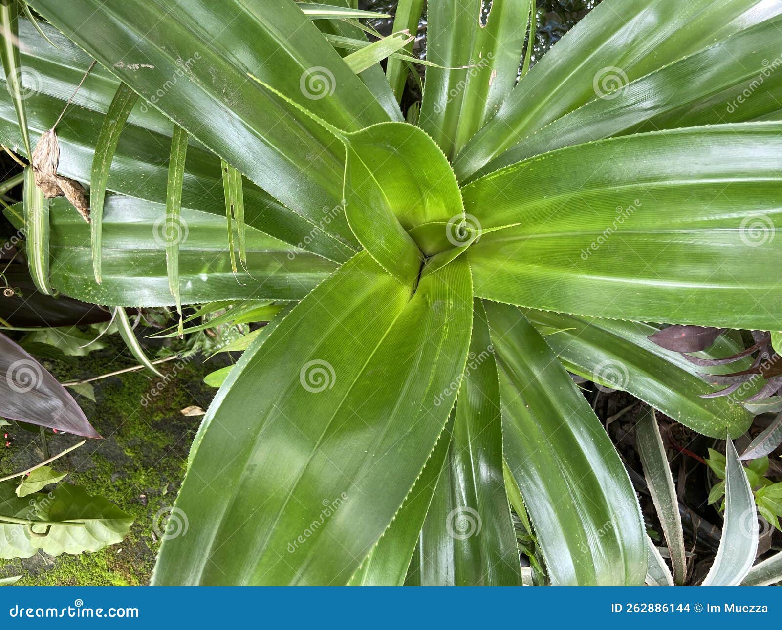 Green Leaves Pattern Background, Natural Background and Wallpaper Stock ...