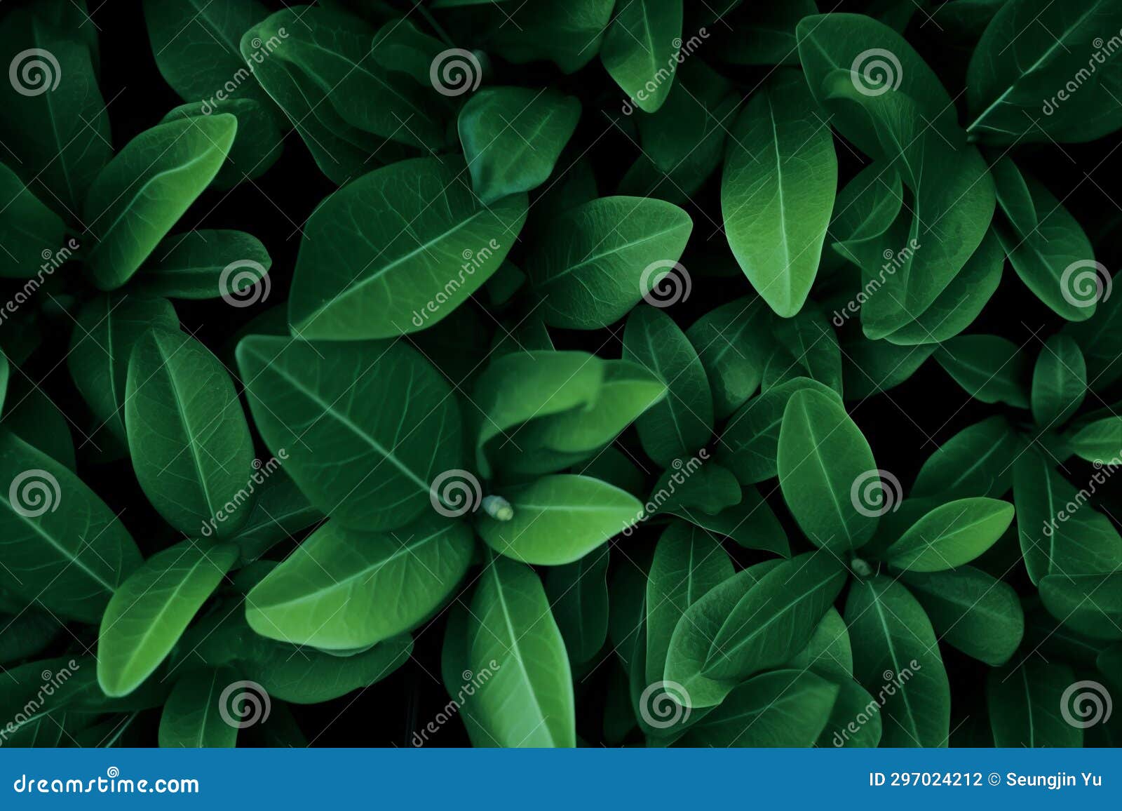 Green Leaves Pattern Background, Natural Background and Wallpaper ...