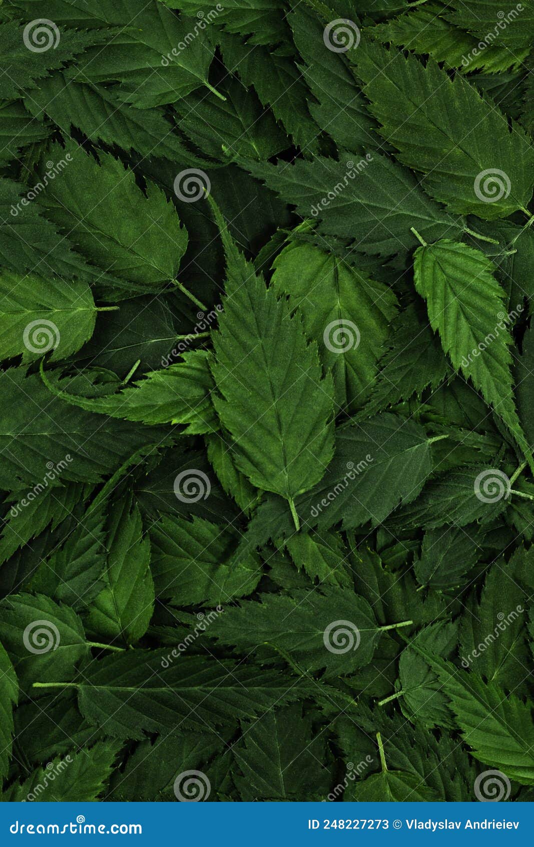Green Leaves Pattern Background Stock Image - Image of herb, elements ...