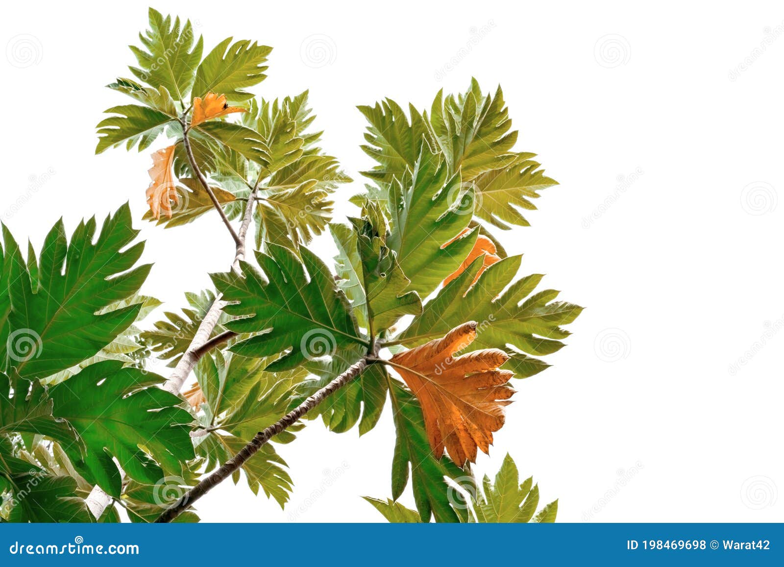 Green Leaves Pattern,breadfruit Tree Isolated on White Background Stock ...