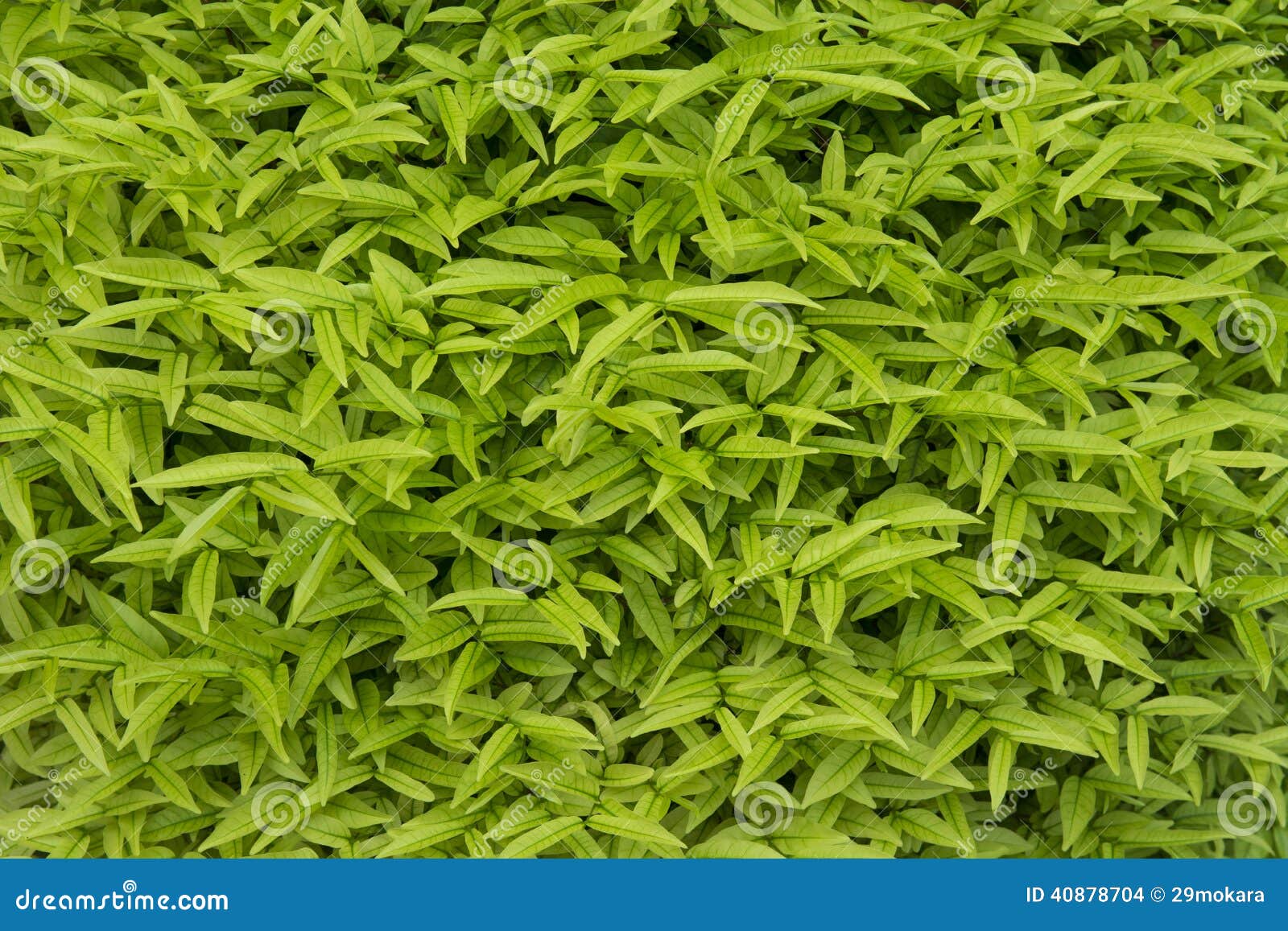 Green Leaves Pattern on Bush Stock Photo - Image of isolated, white ...