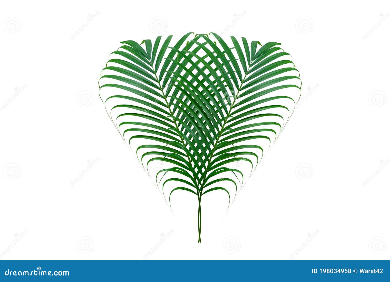 Green Leaves Pattern with Fan-shaped,leaf Palm Tree Isolated on White ...