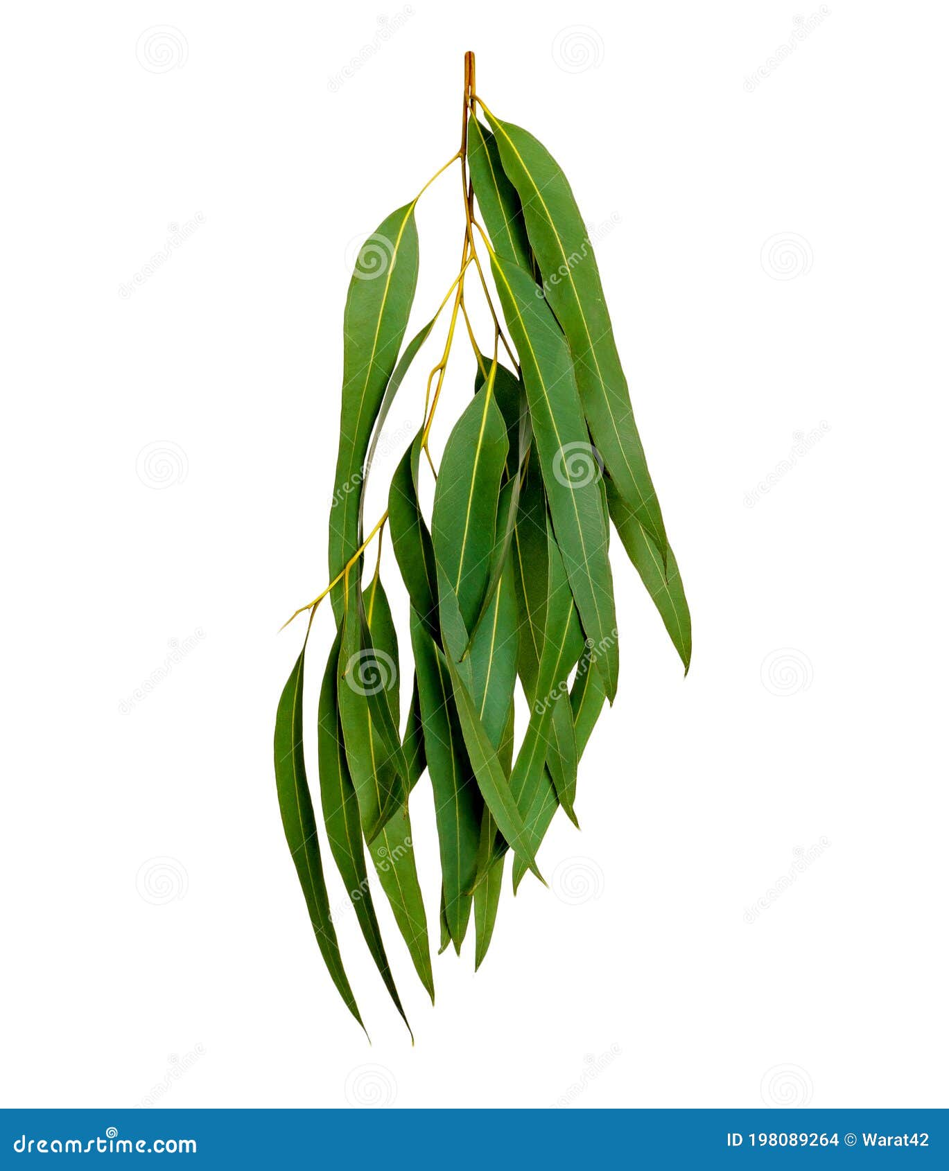 Green Leaves Pattern,leaf Eucalyptus Tree Isolated on White Background ...
