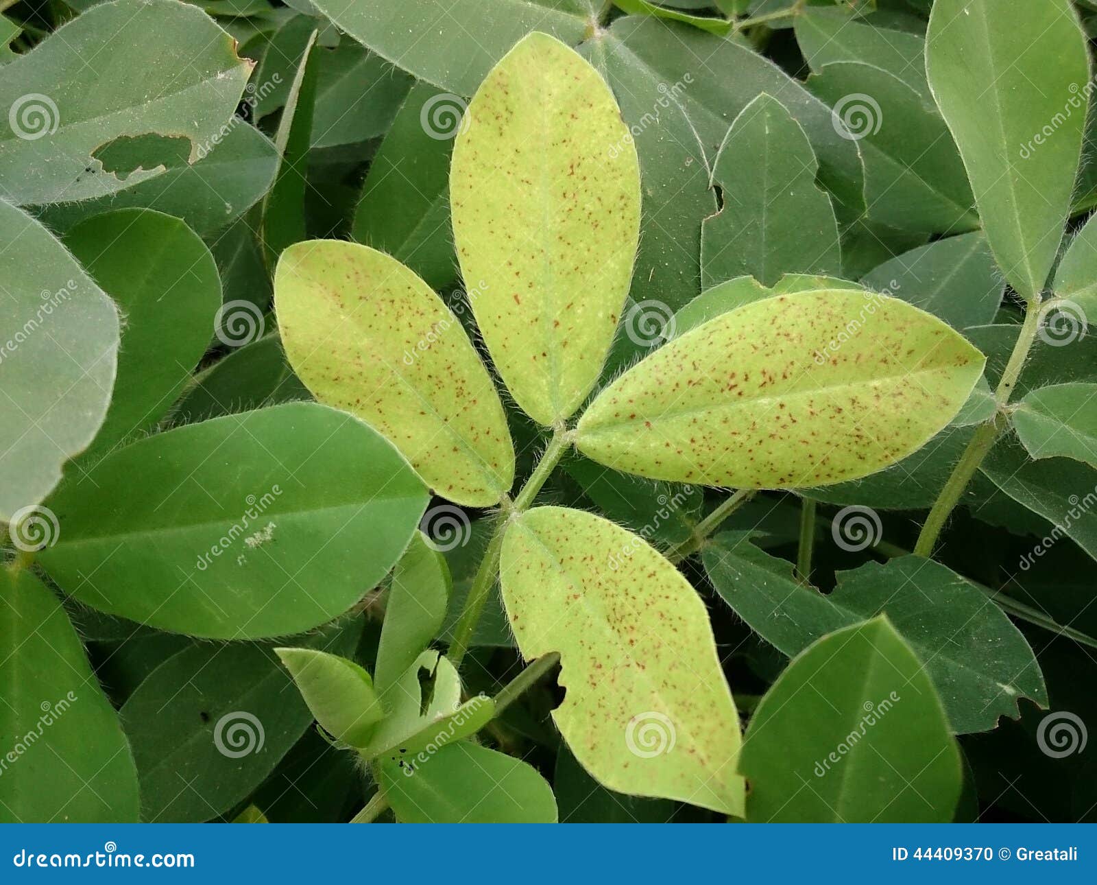 Green Leaves of Peanut Plants Stock Photo - Image of green, peanut ...