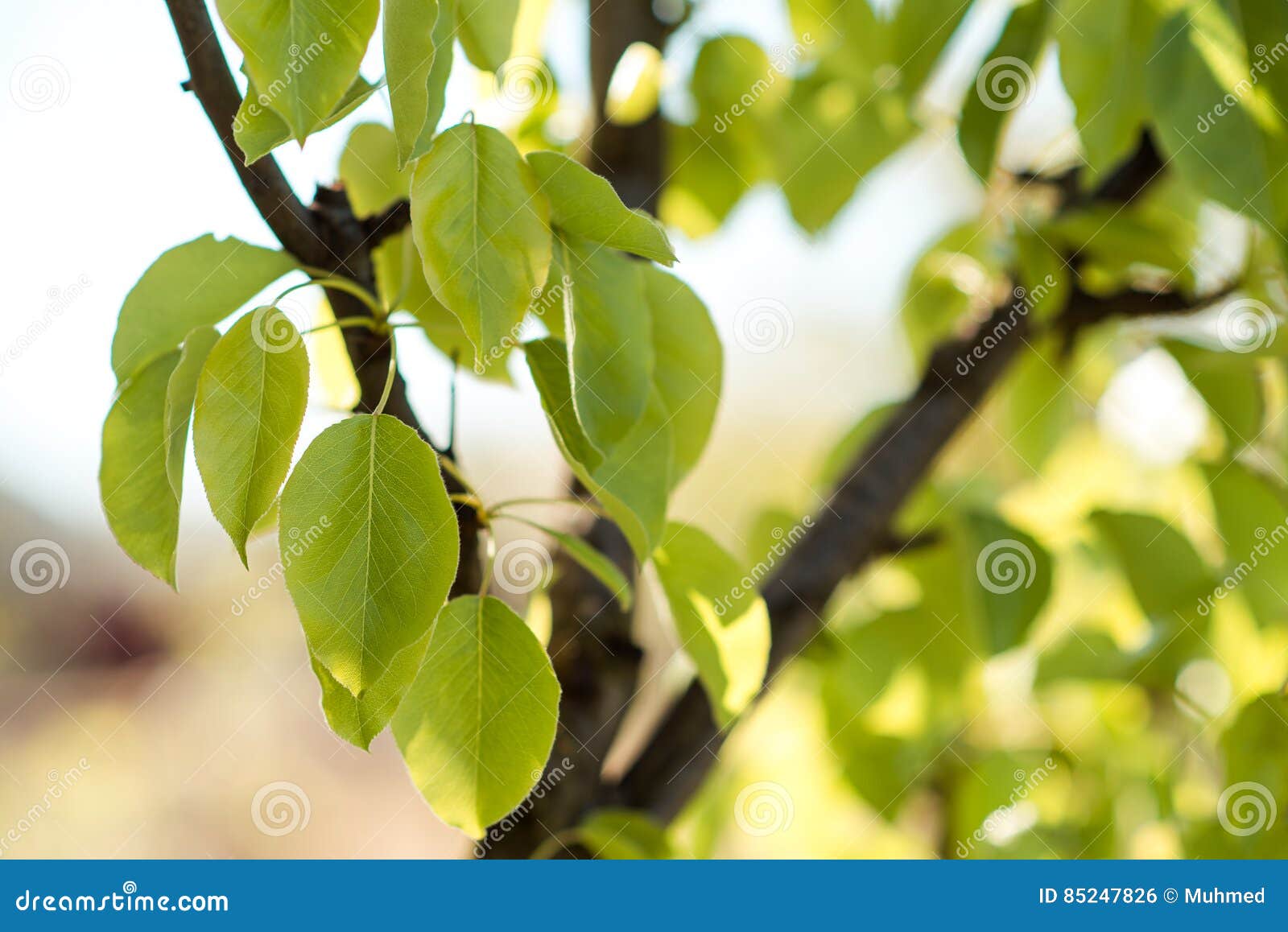 Green Leaves Pear Tree in Spring. Stock Photo - Image of life, nature ...