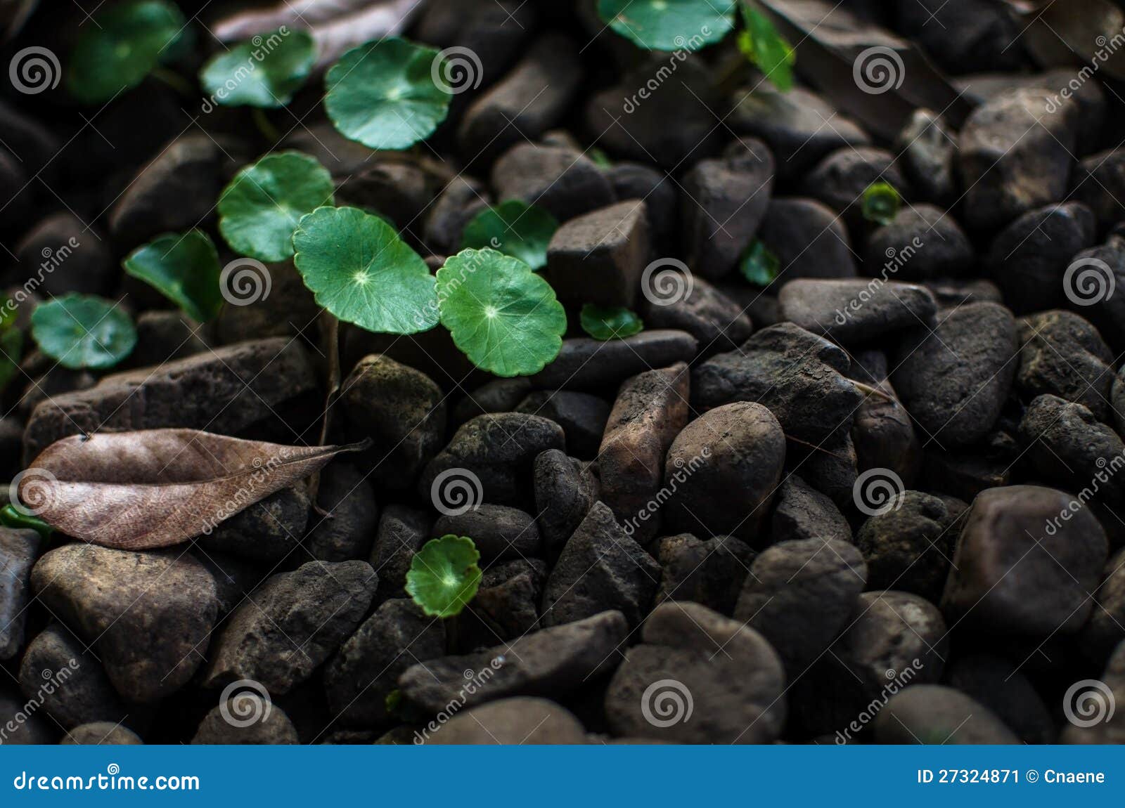 Green Leaves and Pebbles stock image. Image of plants - 27324871