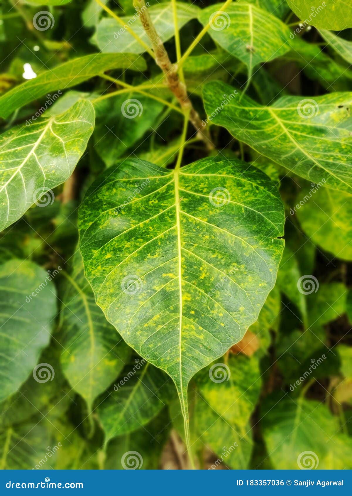 Green leaves peepal tree stock photo. Image of green - 183357036