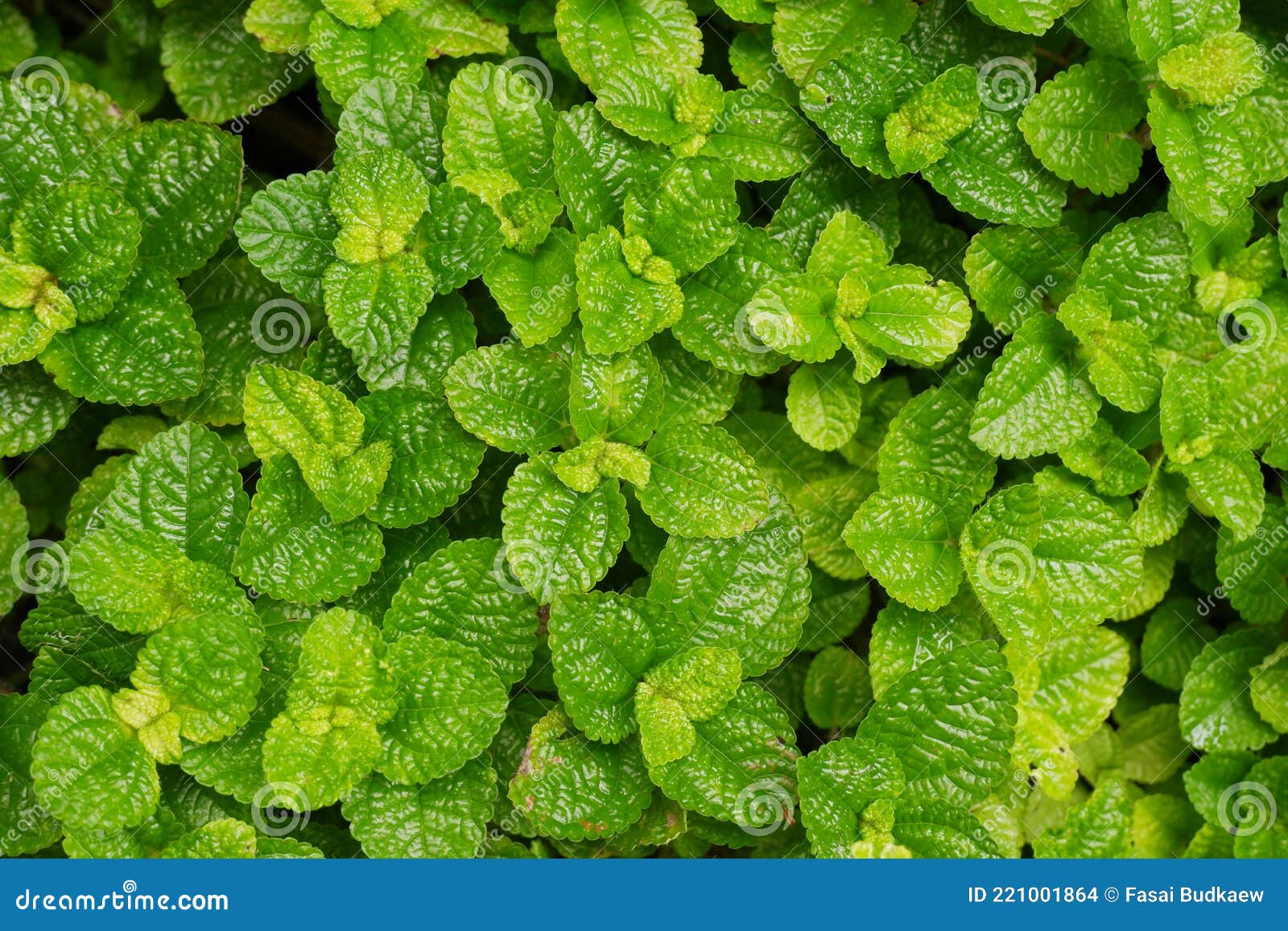 Green Leaves Peppermint on Natural Background Stock Photo - Image of ...