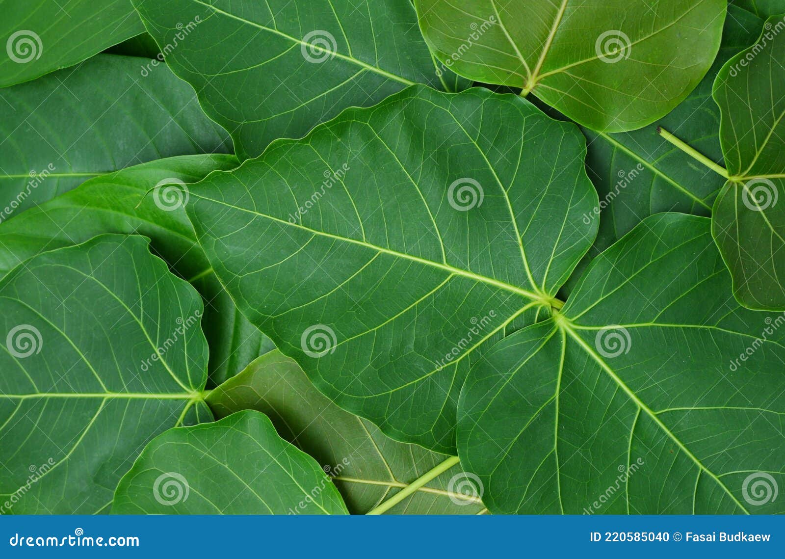 Green Leaves Pho on Natural Light Background Stock Photo - Image of ...