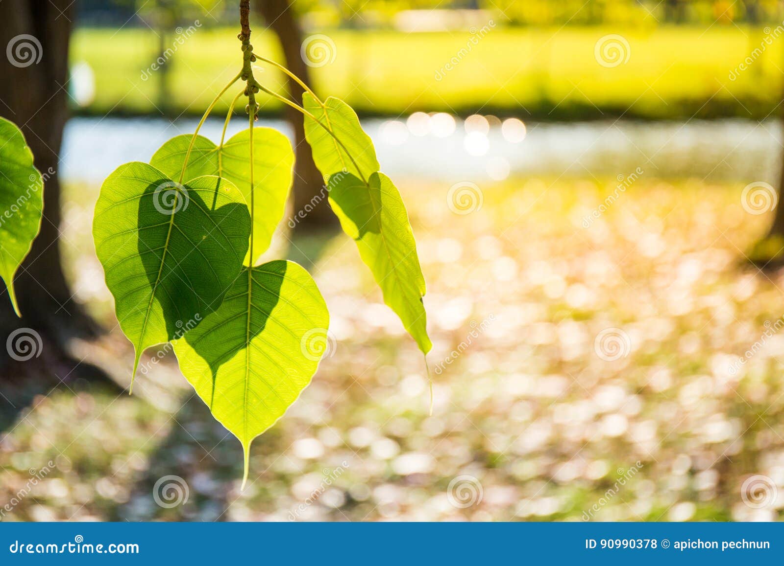 Green leaves of the pho stock photo. Image of outdoor - 90990378