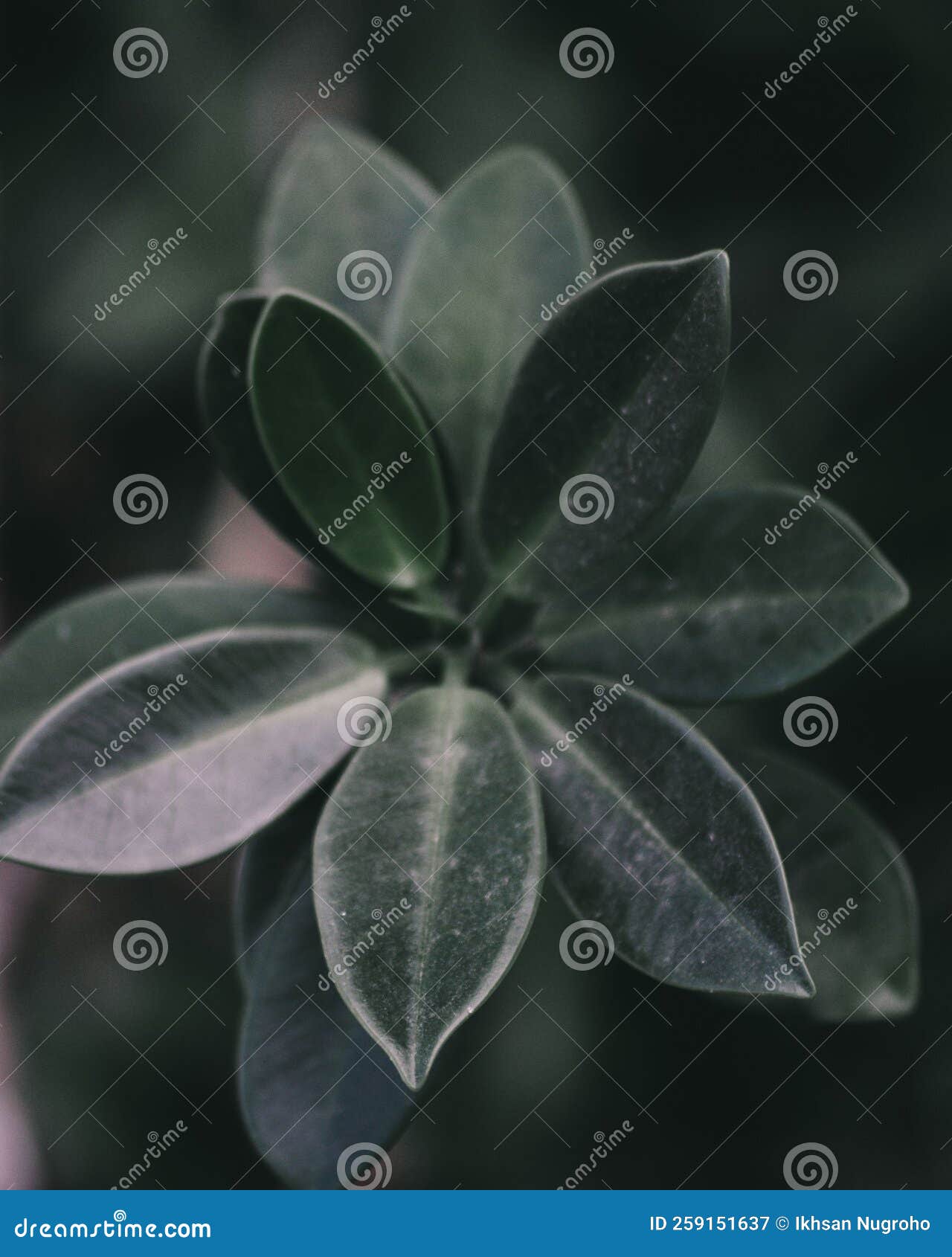 Green Leaves Photographed during the Day Stock Image - Image of ...
