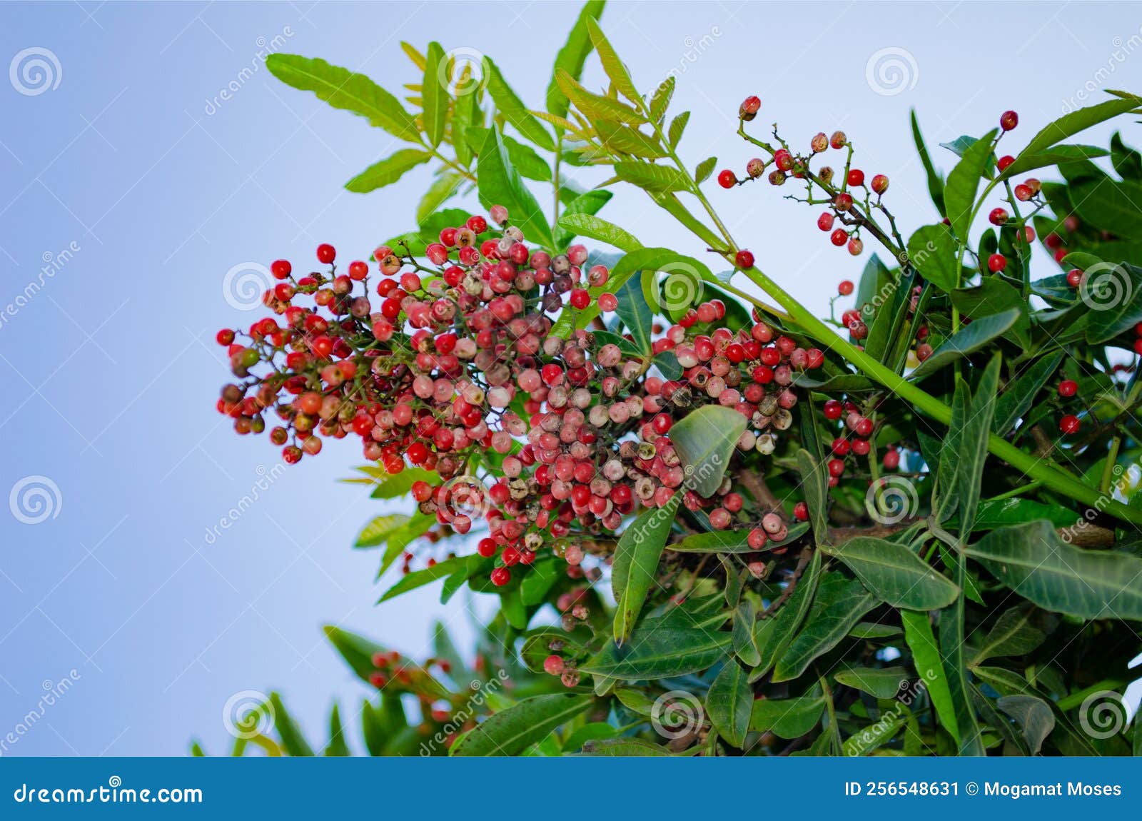 Green Leaves with Red Berries on Tree Stock Image - Image of macro ...