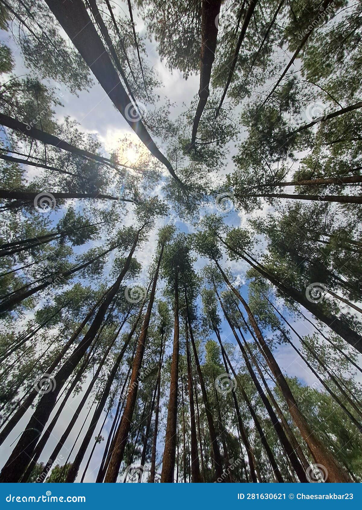 Green Leaves of a Pine Tree from Below? Stock Image - Image of city ...