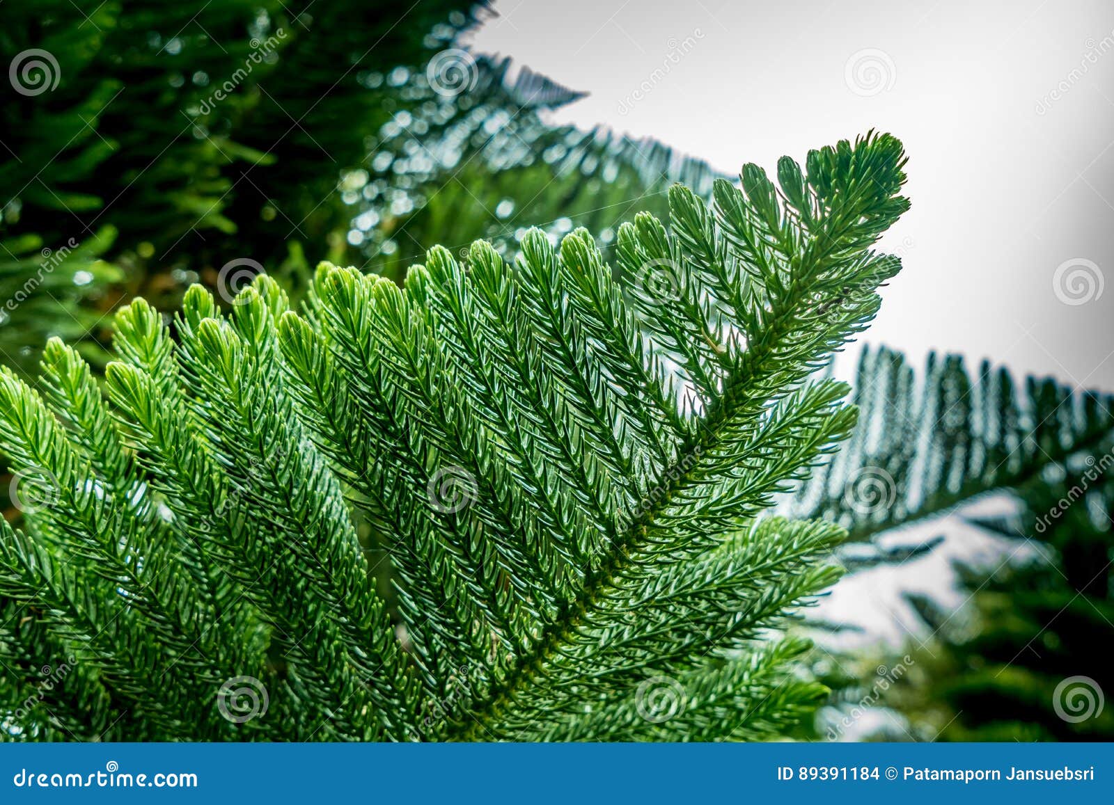 Green leaves of pine tree stock photo. Image of nature - 89391184
