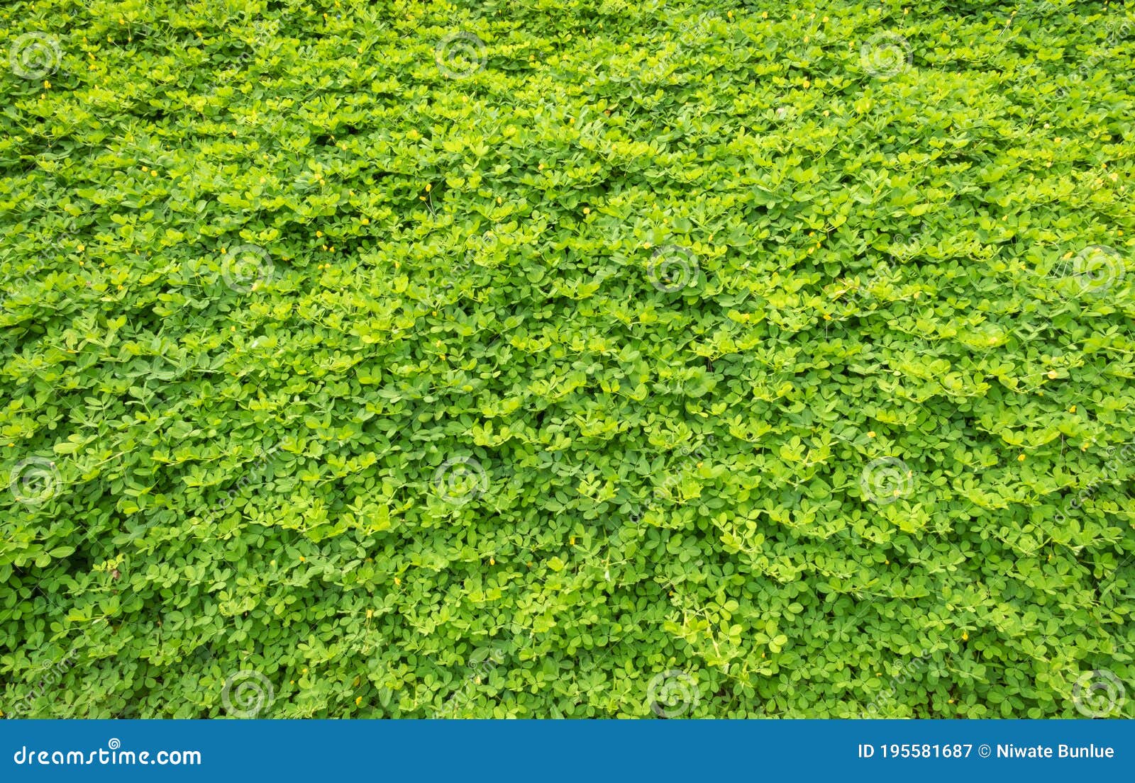 Green Leaves of Pinto Beans, Pattern Green Leaf Stock Image - Image of ...