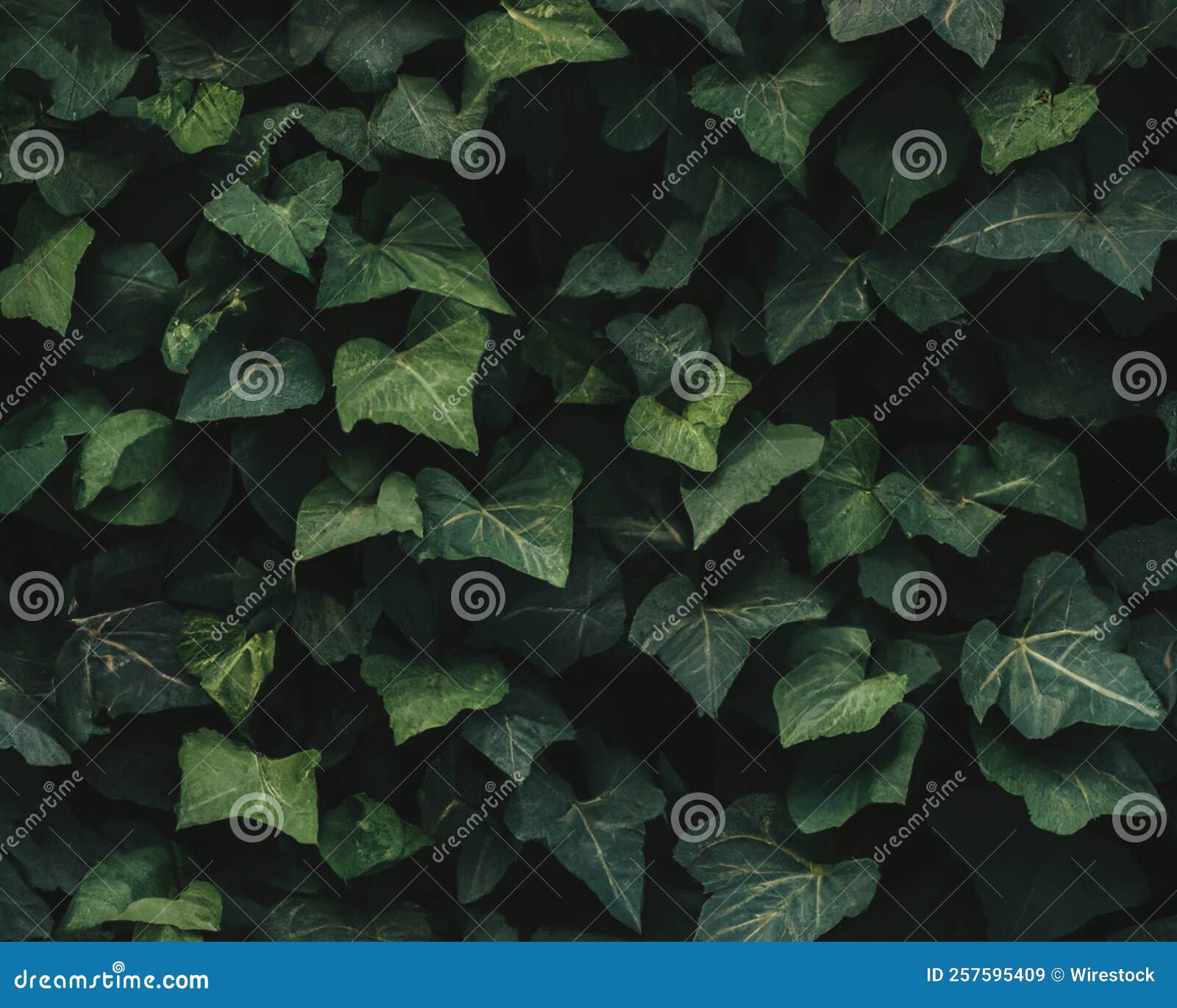 Green Leaves of a Plant Create a Botanical Pattern Stock Image - Image ...