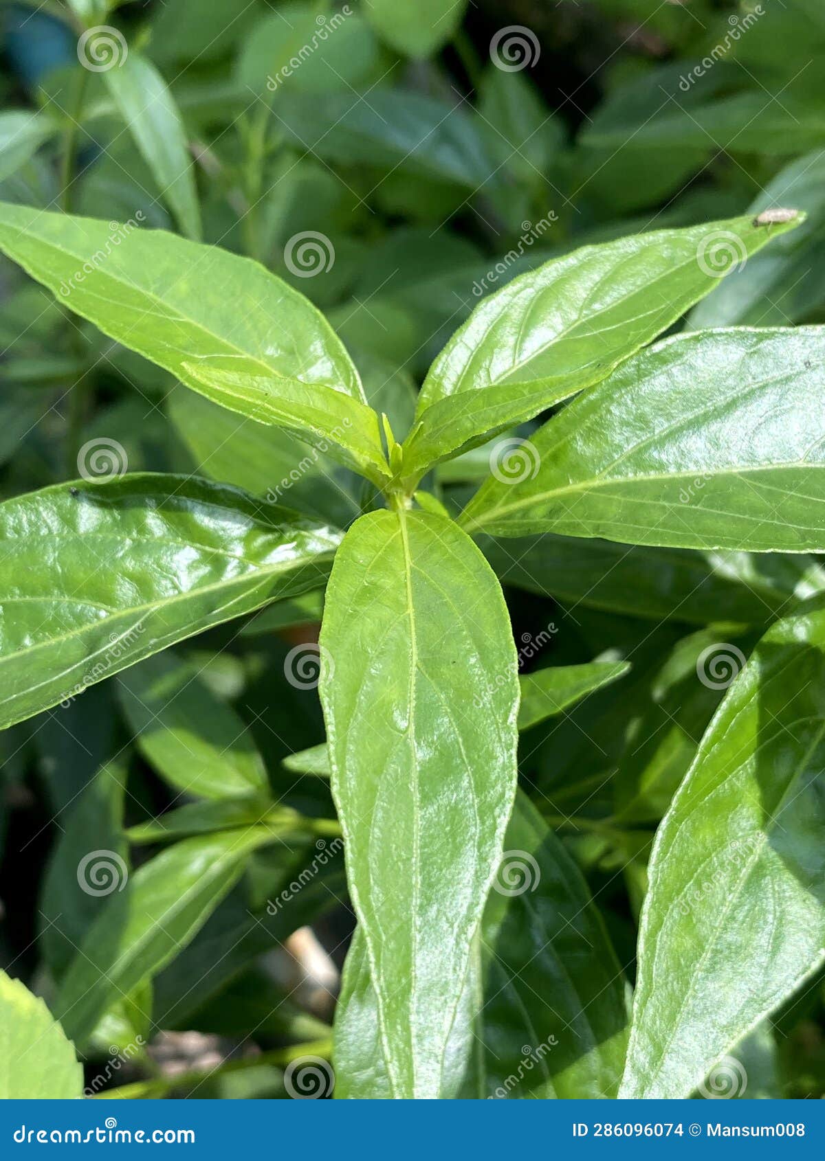 Green Leaves of a Plant in the Garden (Andrographis Paniculata Stock ...