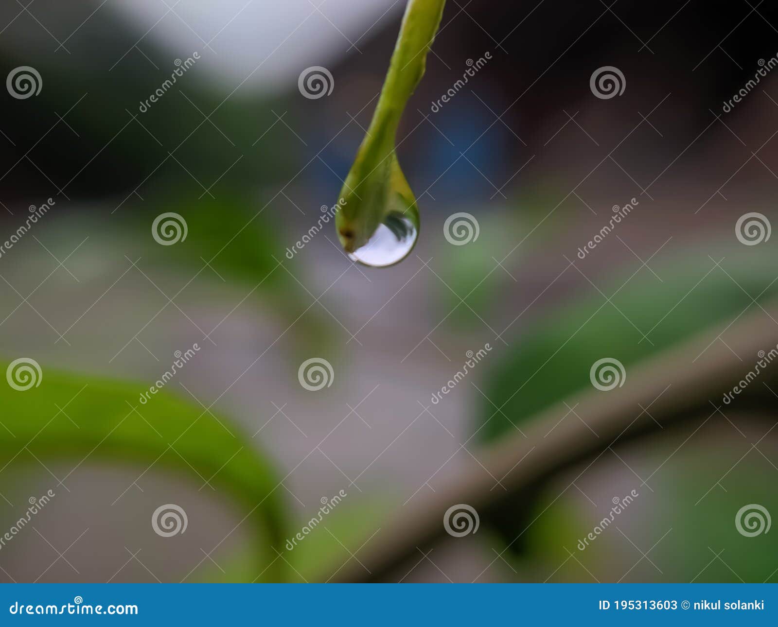 Green Leaves Plant, Rain Water Drop in Green Leaves, Stock Image ...