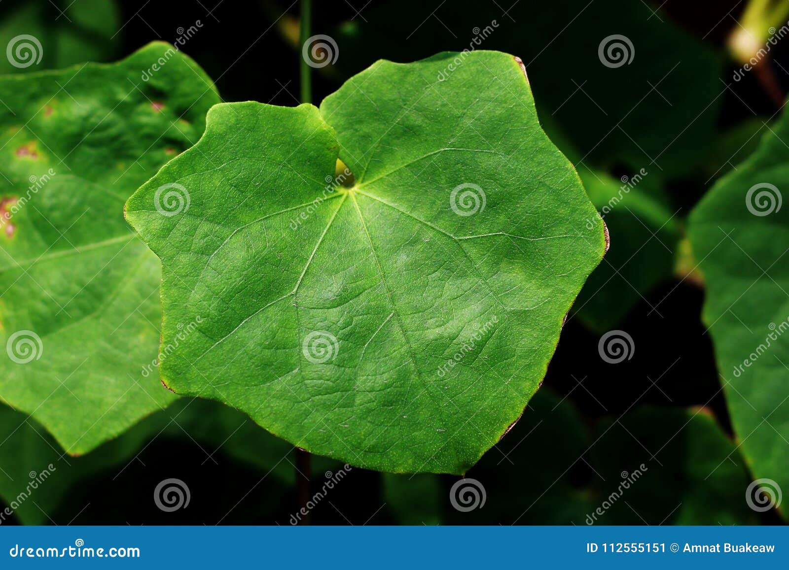 Leaves Green Polygon Shaped Nature Stock Image - Image of line, closeup ...