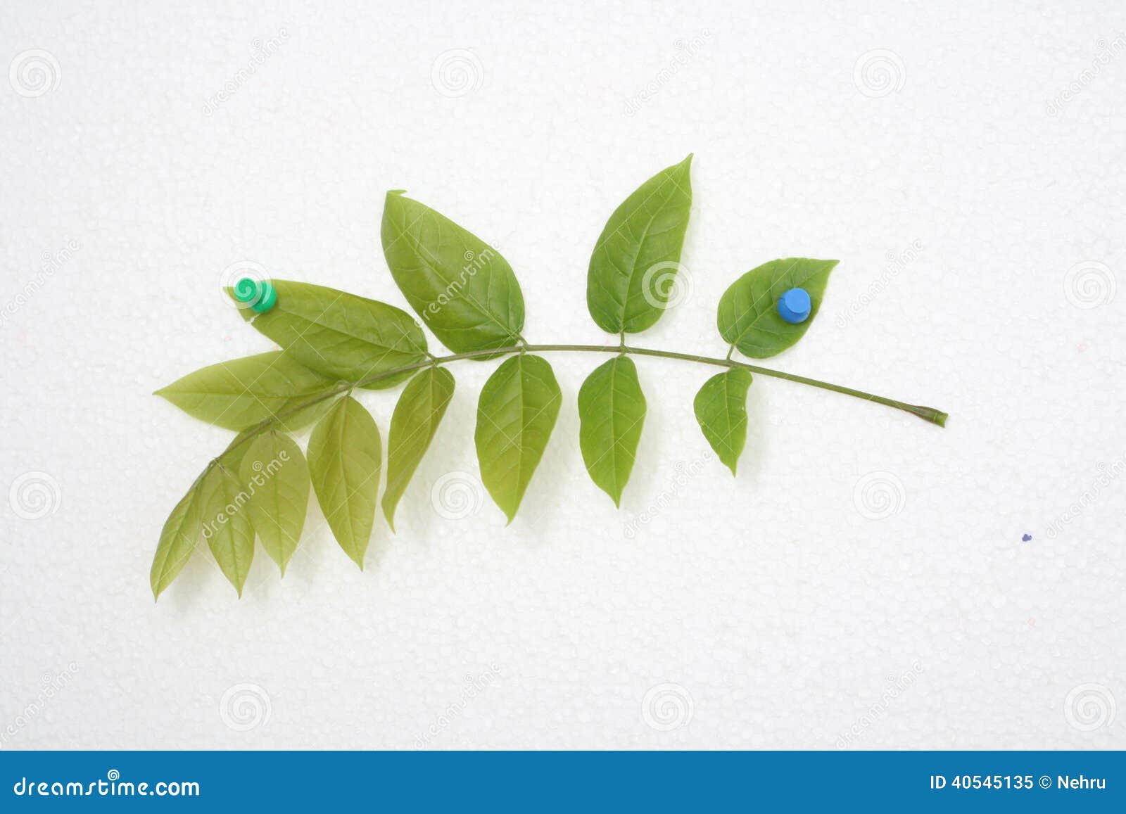 Green Leaves with Push Pins Stock Image - Image of light, green: 40545135