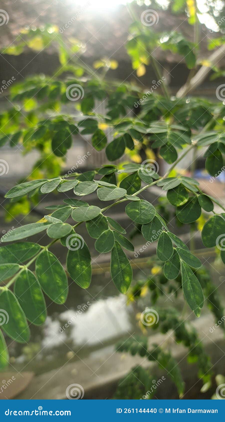 Green Leaves of Random Tree Stock Photo - Image of random, leaves ...