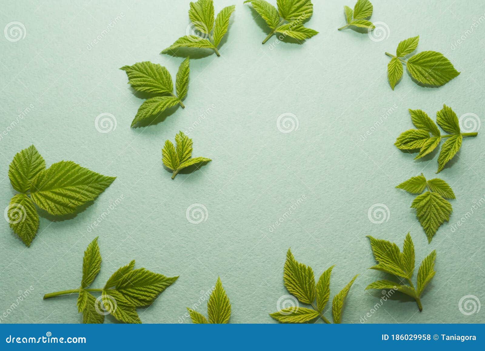 Green Leaves of a Raspberry in the Shape of Curl on Green Background ...
