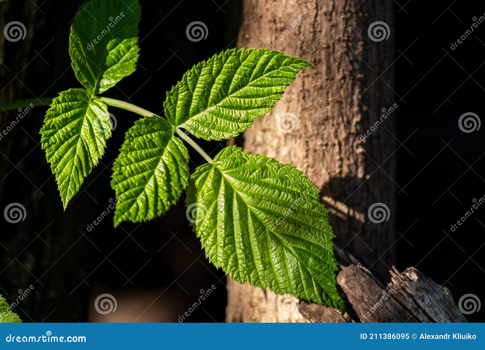 Green Leaves of Red Raspberry, Rubus Idaeus Top View. Close Up ...