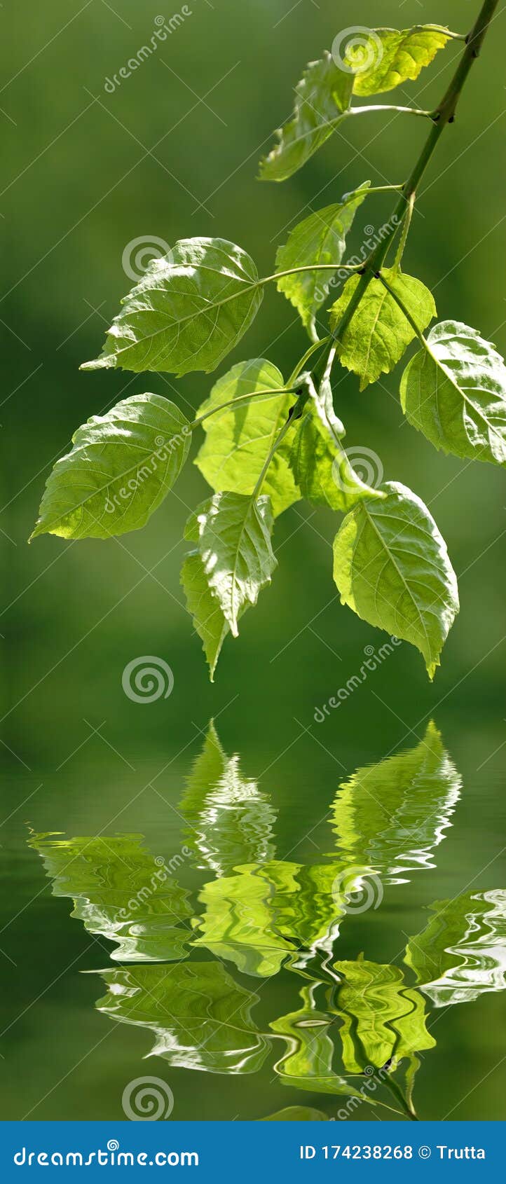 Green Leaves with Reflection in Water Stock Photo - Image of freshness ...
