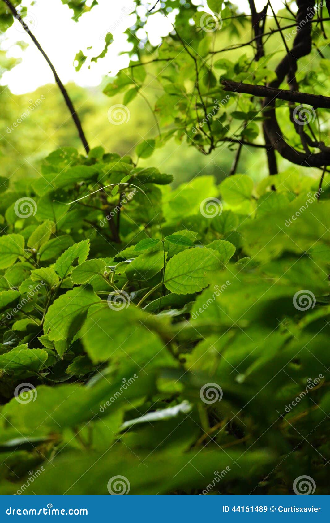 Green leaves stock image. Image of gardens, environment - 44161489