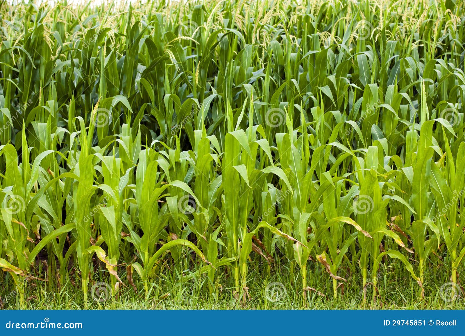 Corn leaves stock image. Image of behind, appeared, landscape - 29745851