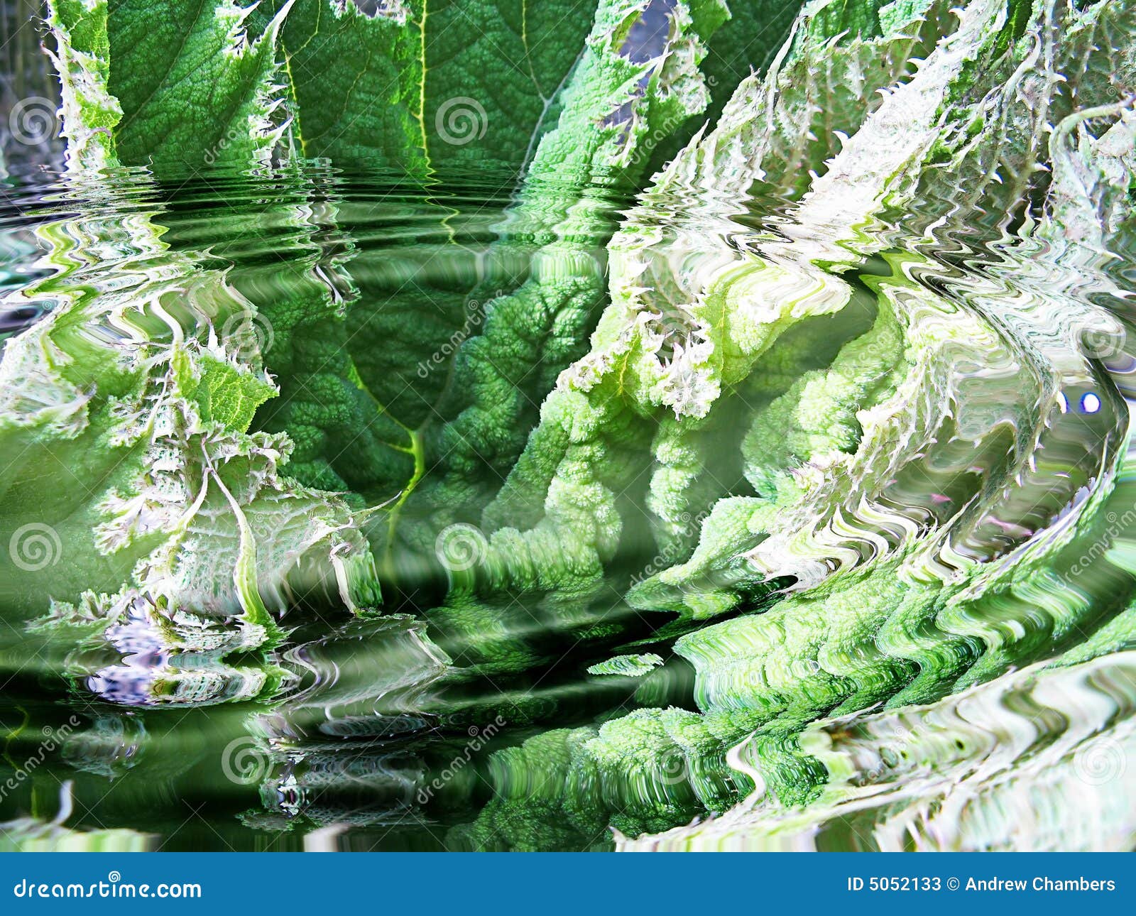 Green leaves in ripple stock image. Image of clear, water - 5052133