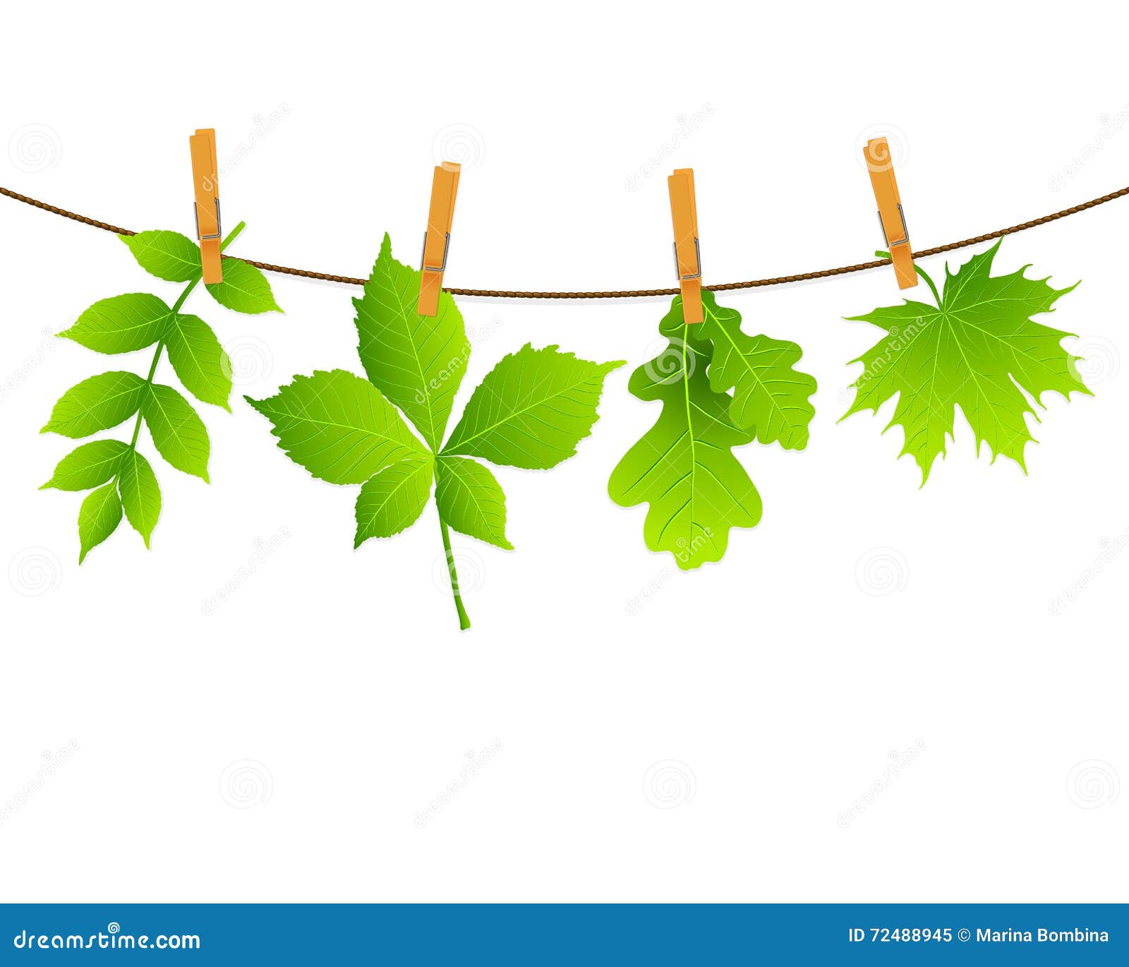 Green leaves on rope stock vector. Illustration of leaves - 72488945