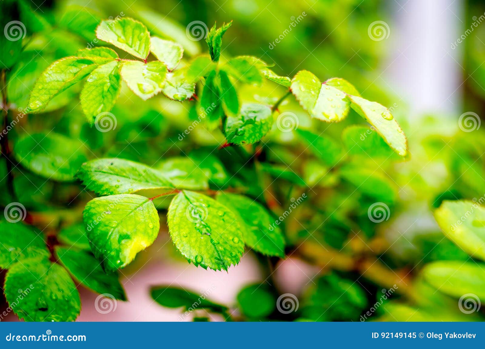 Green Leaves of Rose with Water Drops Stock Image - Image of dark ...